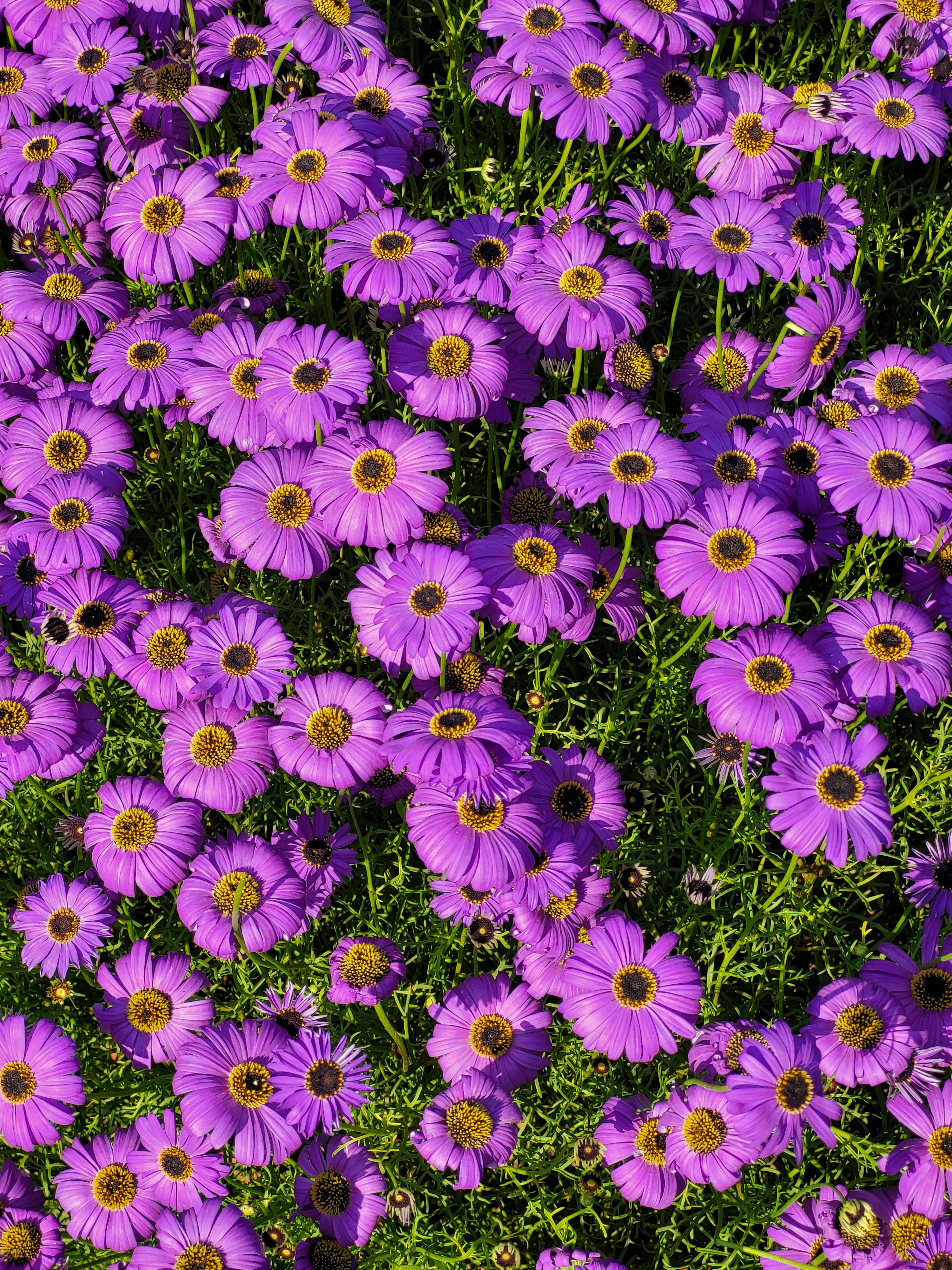Vibrante Racimo De Margaritas Moradas En Flor · Foto de stock gratuita