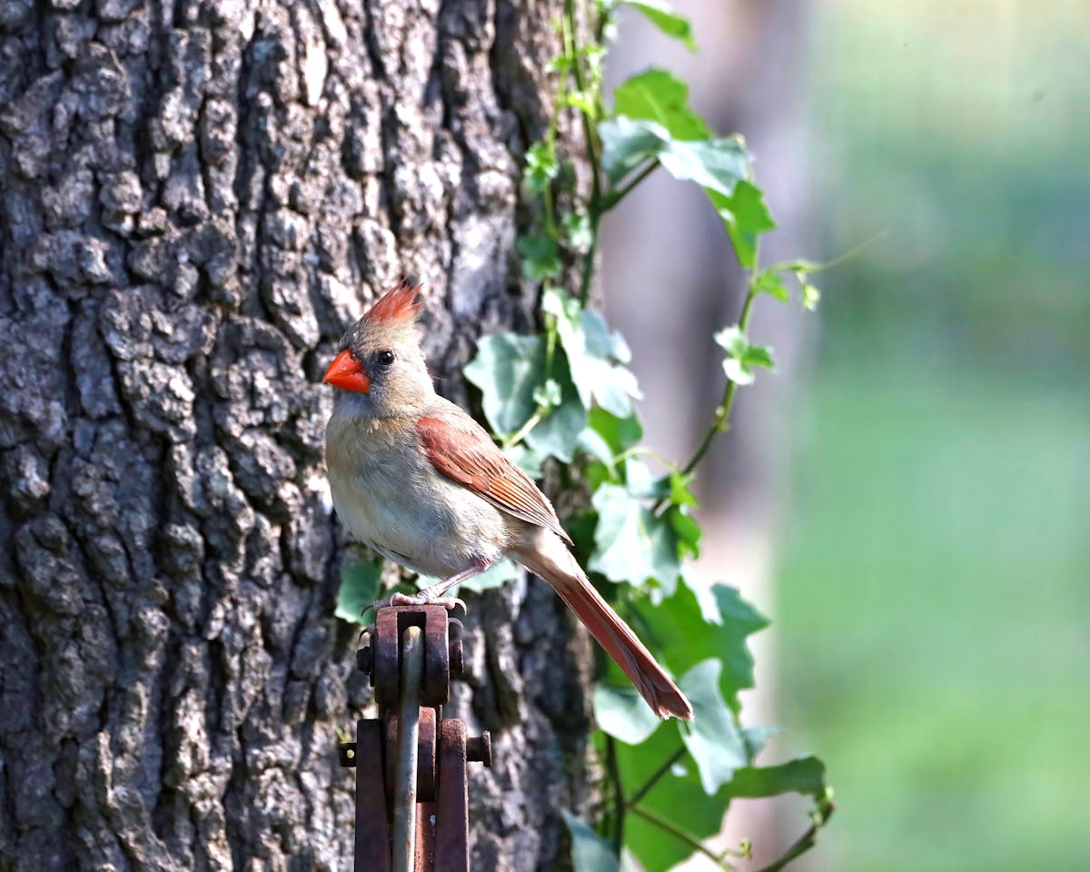 Cardinal Bird Photos, Download The BEST Free Cardinal Bird Stock Photos ...