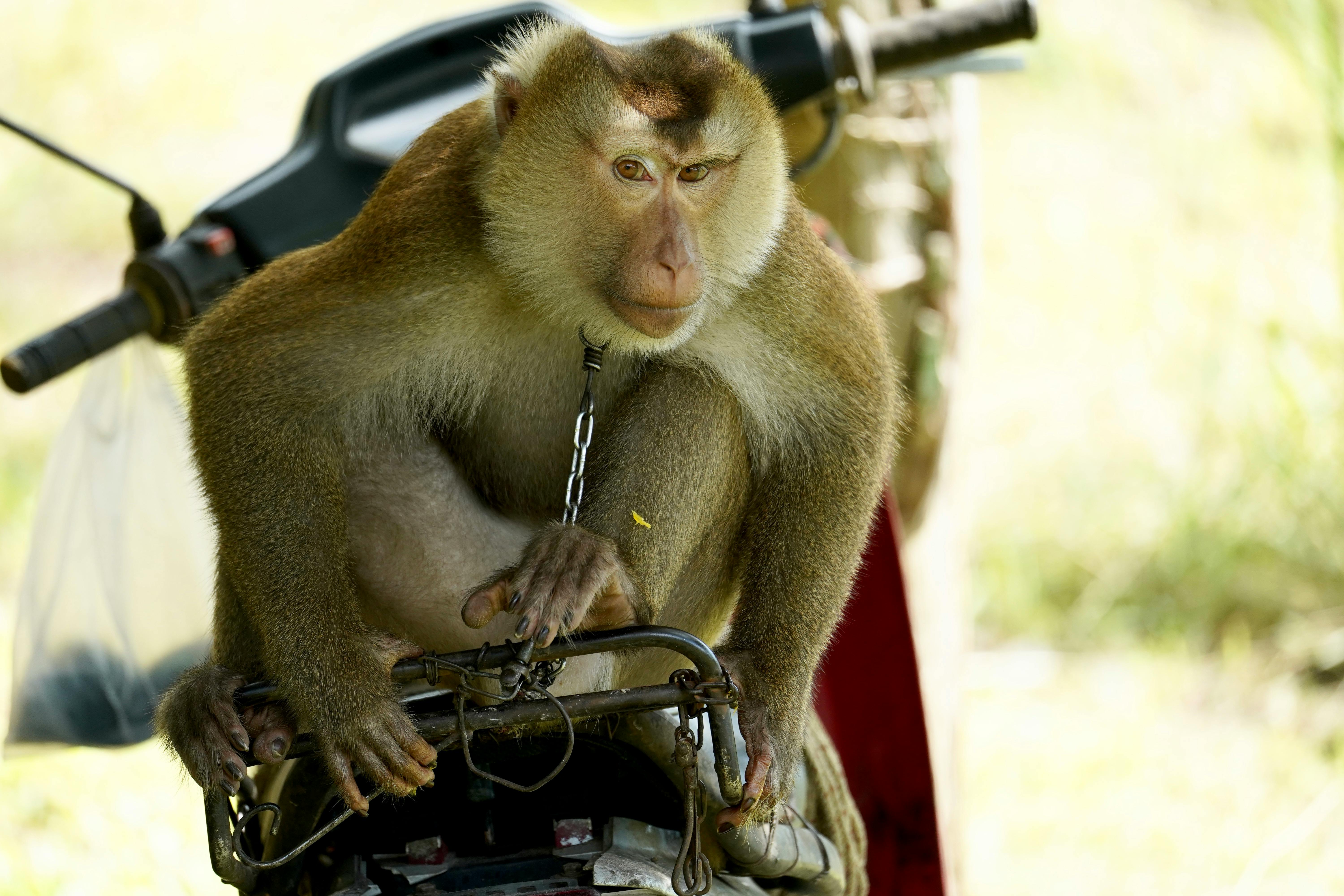 Monkey Tail Tree Photos, Download The BEST Free Monkey Tail Tree Stock ...