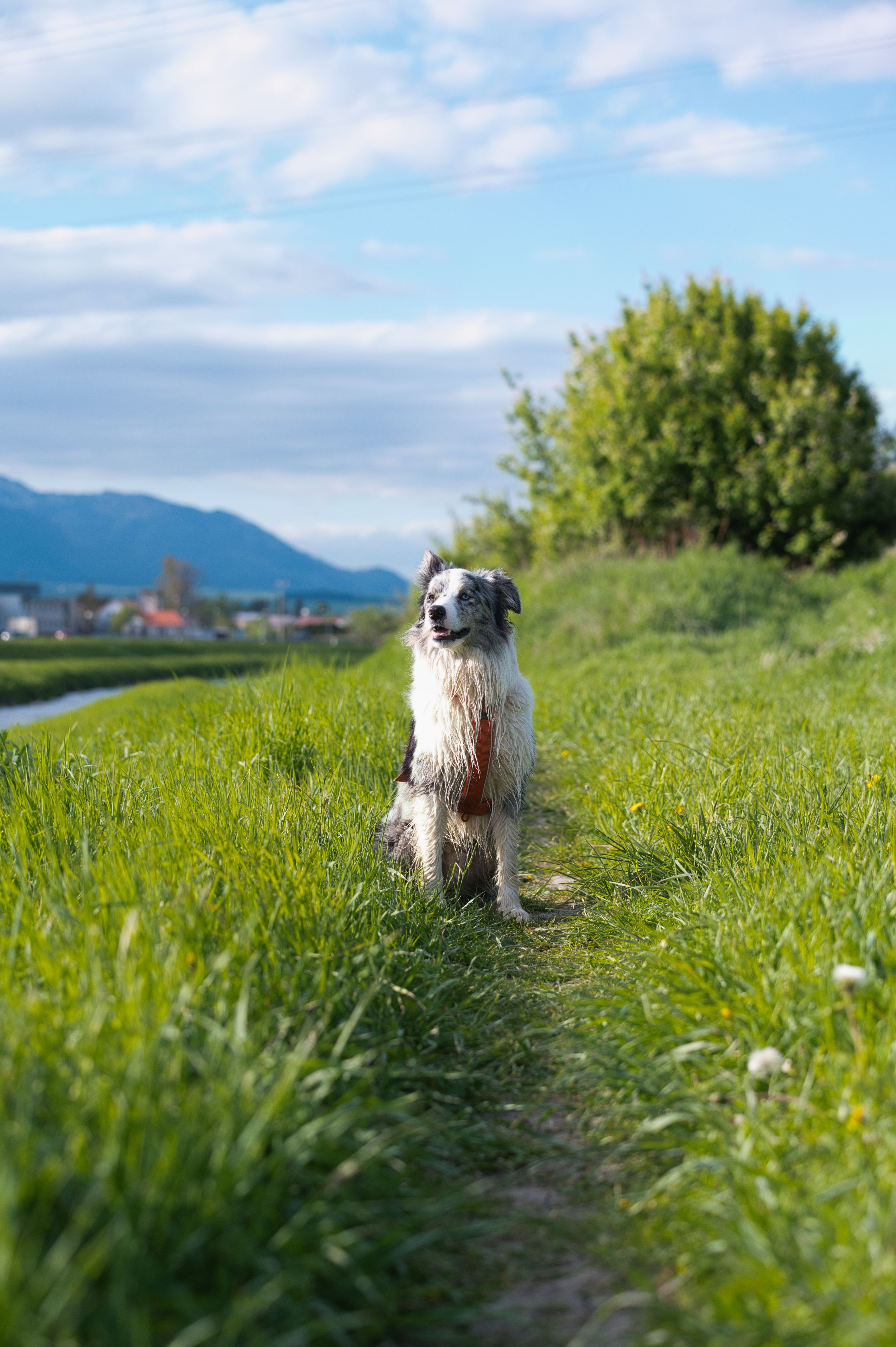 Dog Landscape Photos, Download The BEST Free Dog Landscape Stock Photos ...