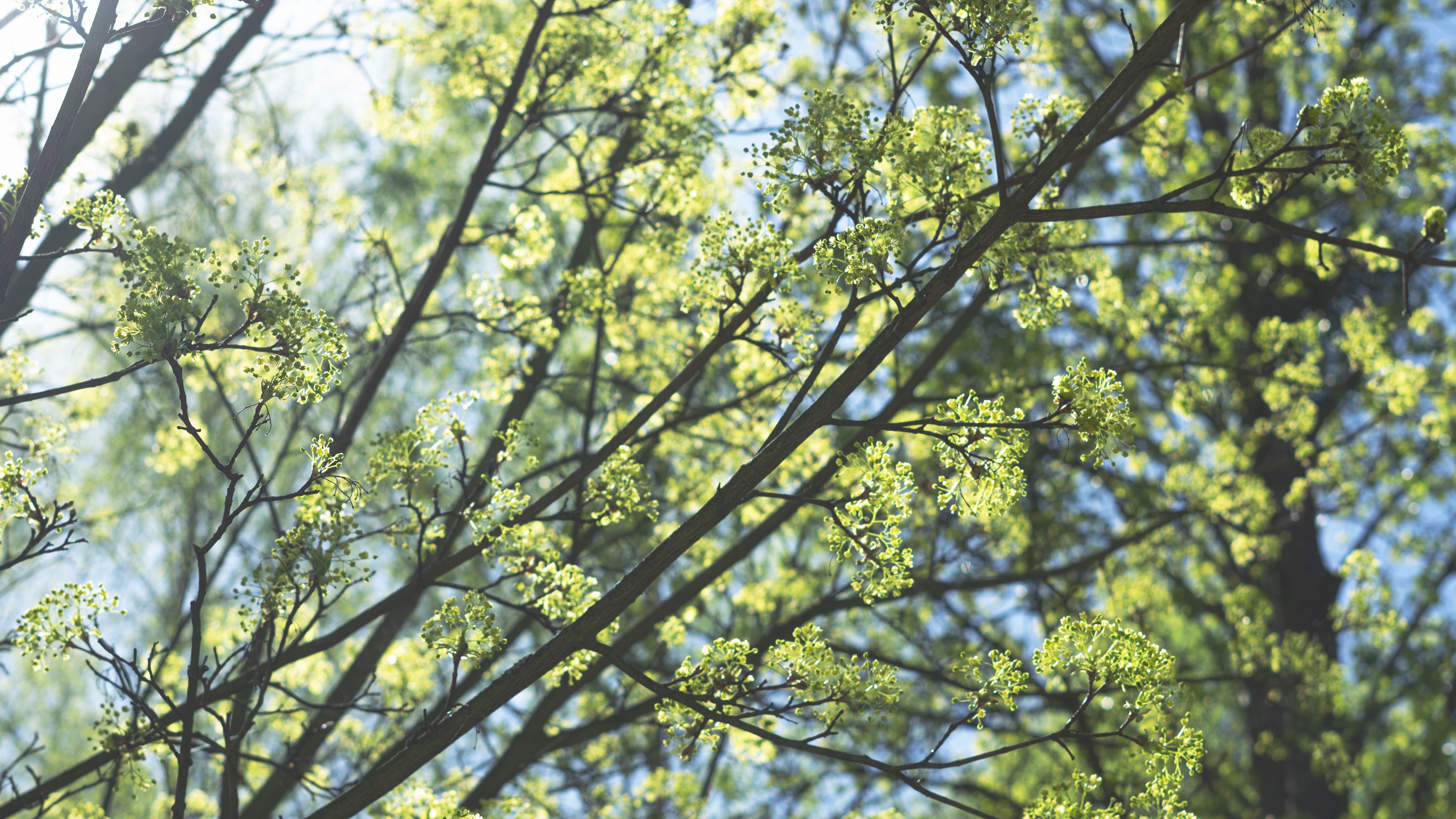 Sunlit Spring Tree Branches in Bloom · Free Stock Photo