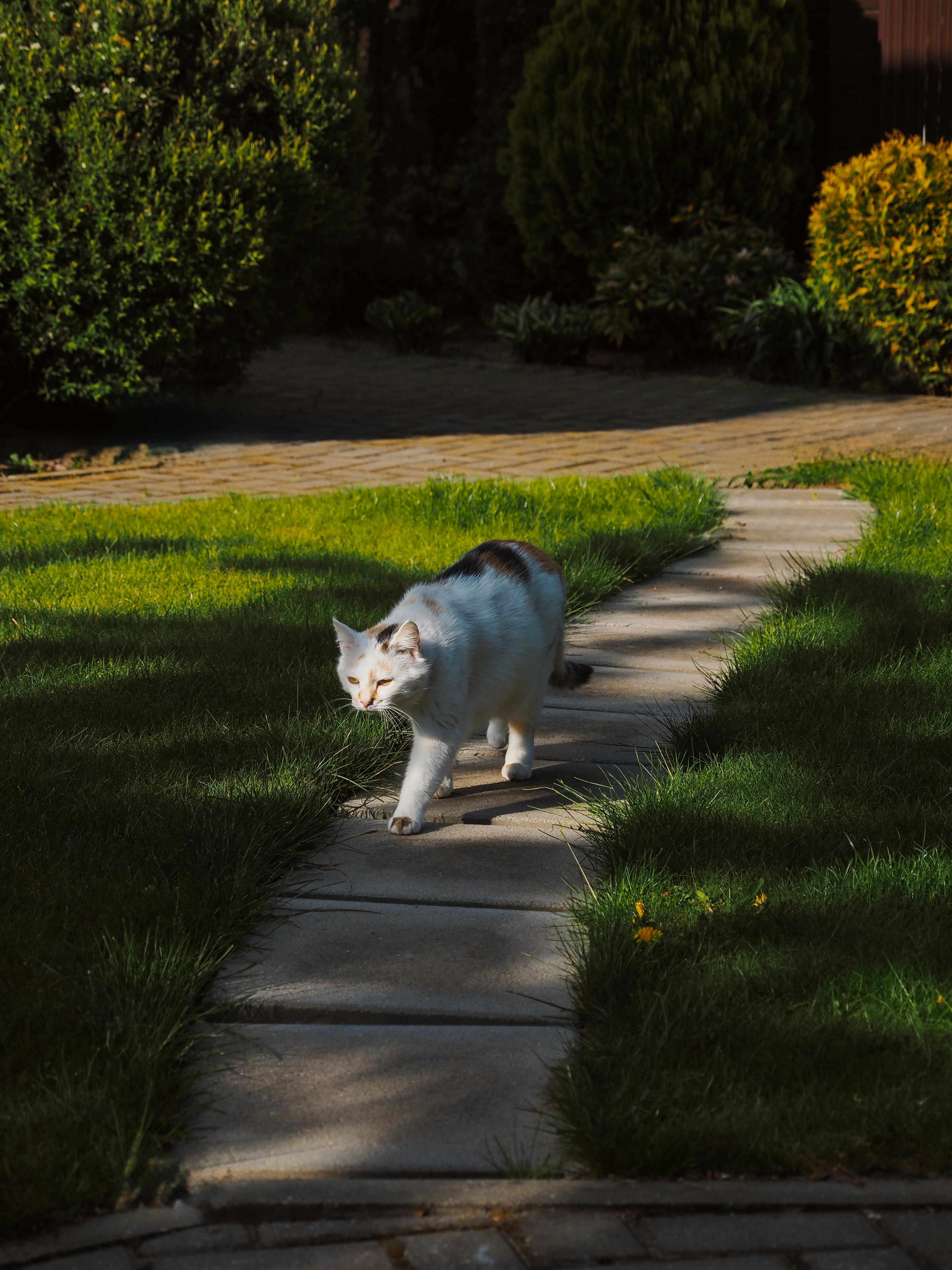 White Cat Strolling on Garden Path in Sunshine · Free Stock Photo