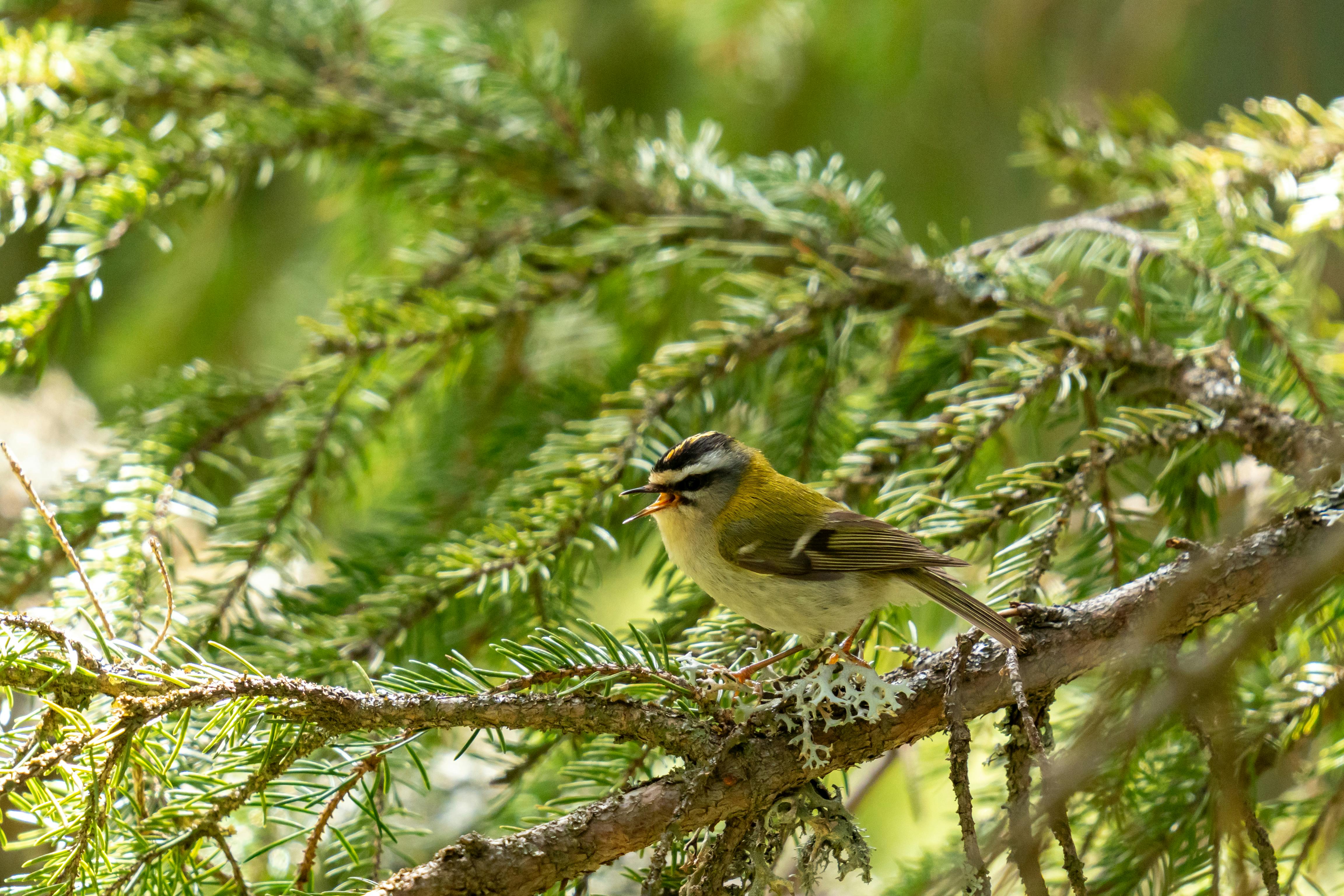 Forest Ppt Background Photos, Download The BEST Free Forest Ppt ...