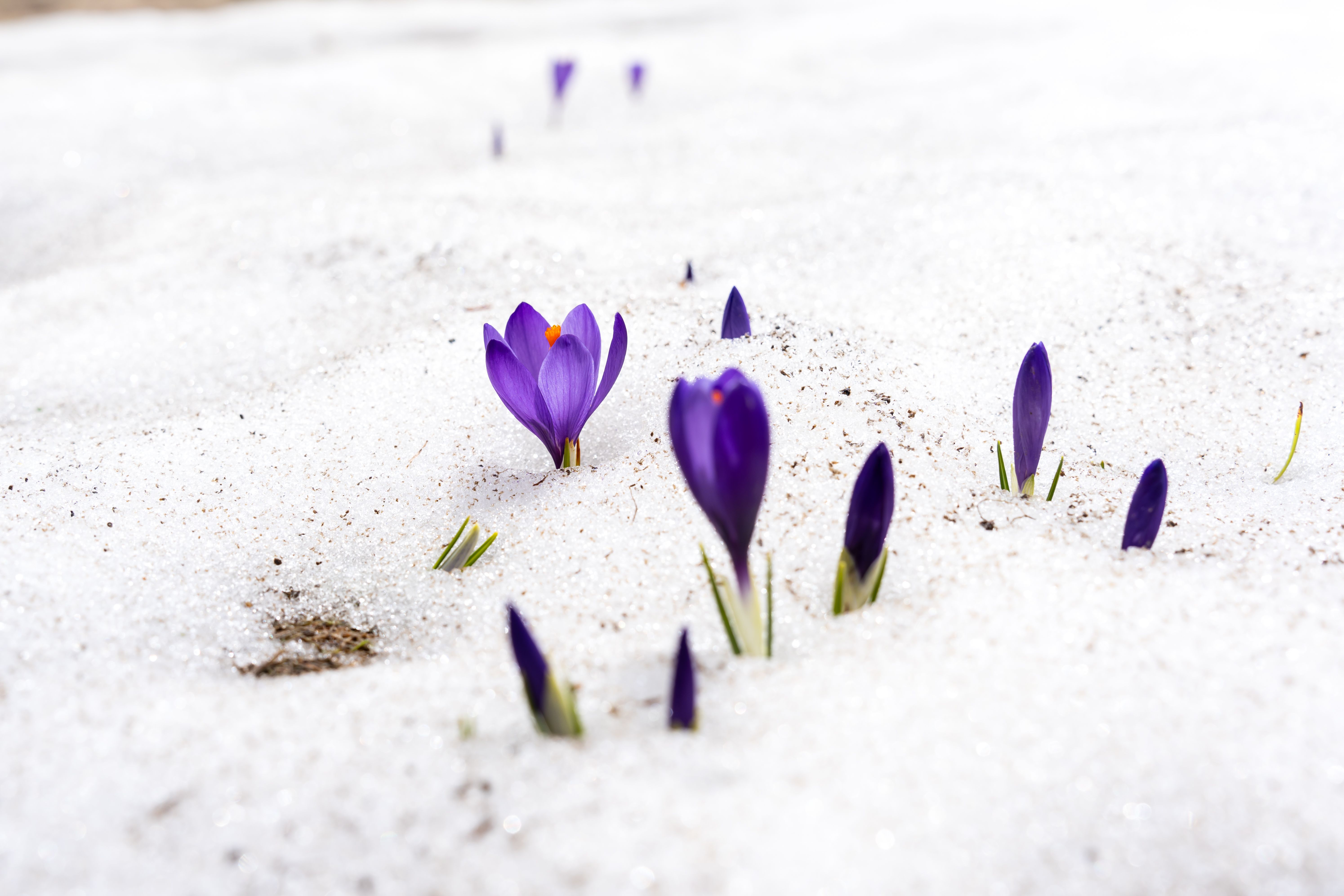 Vibrant Purple Crocus Flowers in Melting Snow · Free Stock Photo