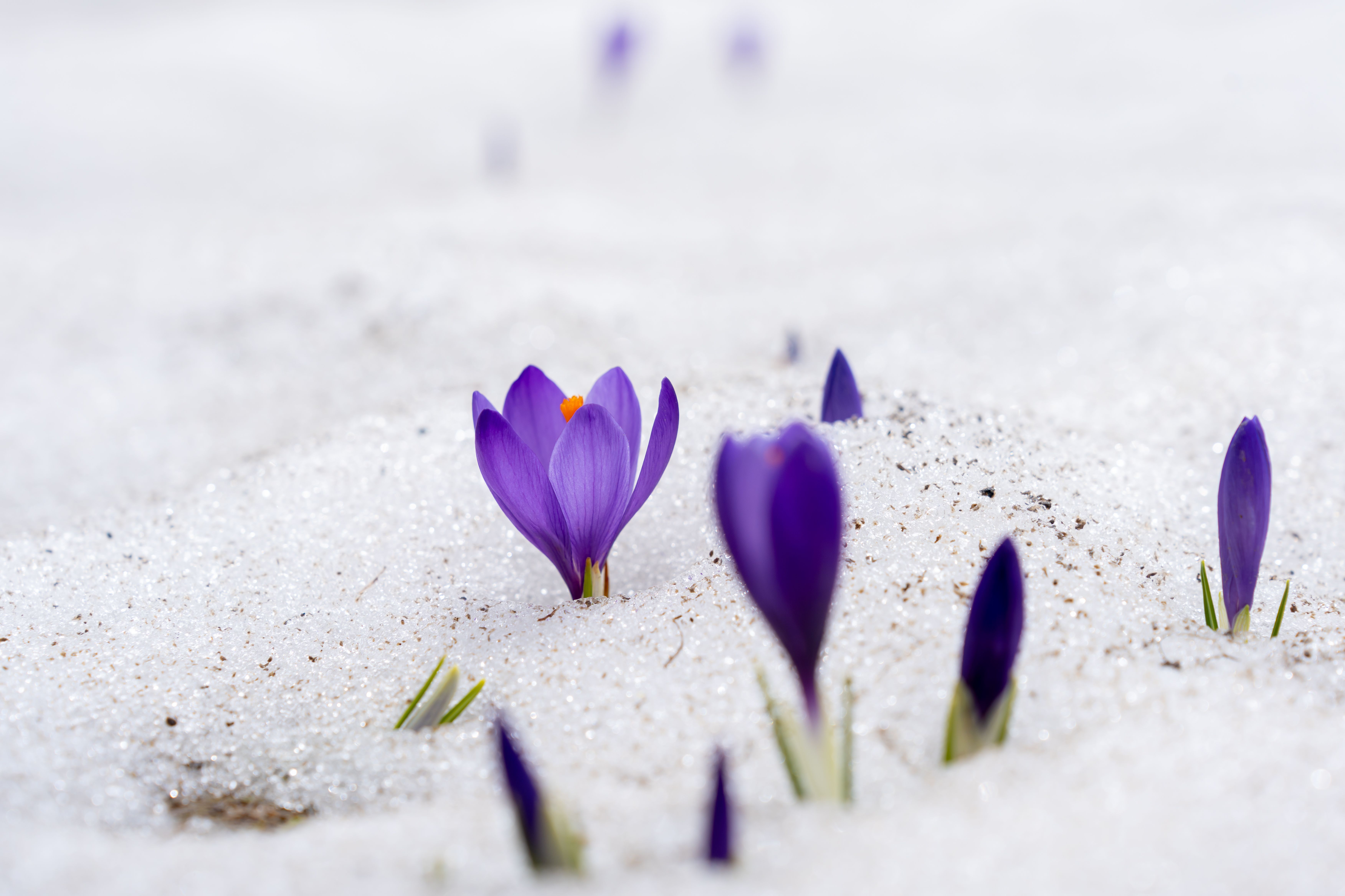Snow Purple Flower Photos, Download The BEST Free Snow Purple Flower ...