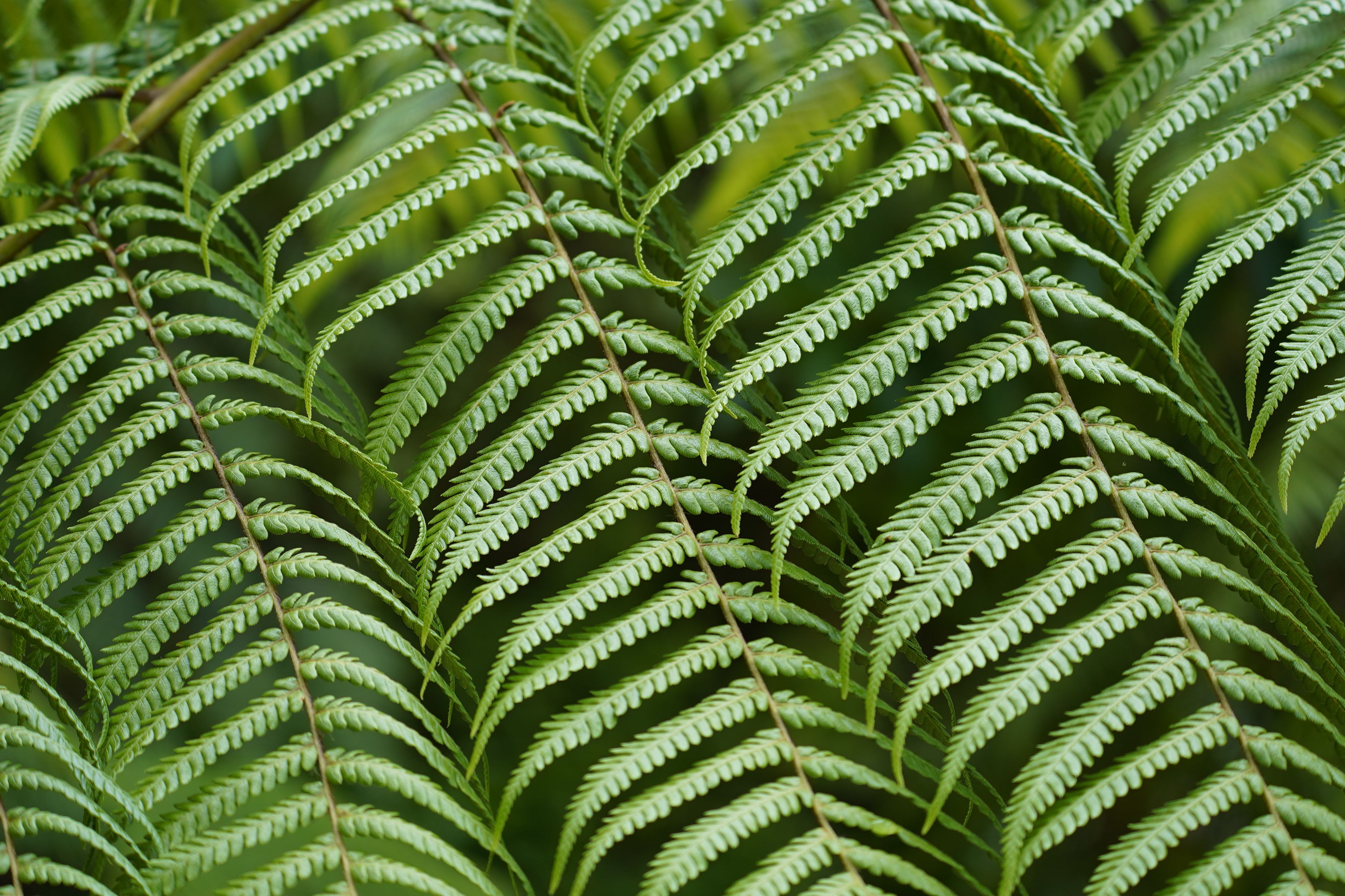 Hopea Ponga Photos, Download The BEST Free Hopea Ponga Stock Photos ...