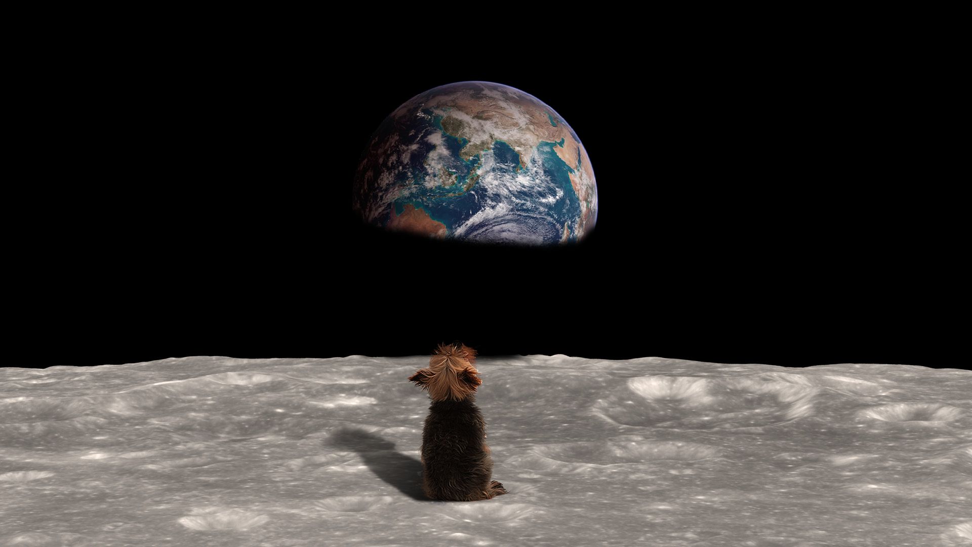 Bad Dog Pictures Of The Moon
