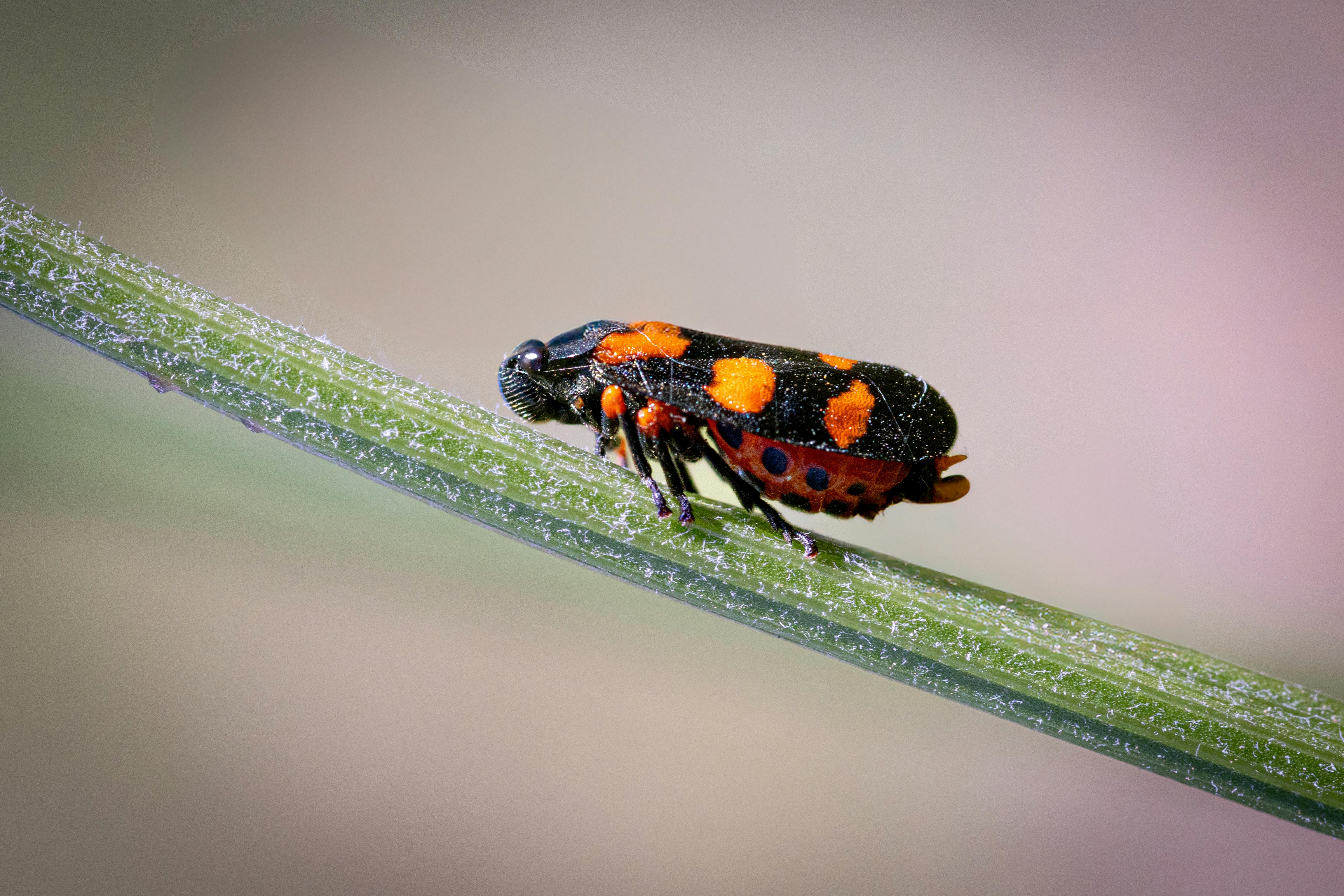 Detailed Macro Shot of Black and Red Insect on Stem · Free Stock Photo