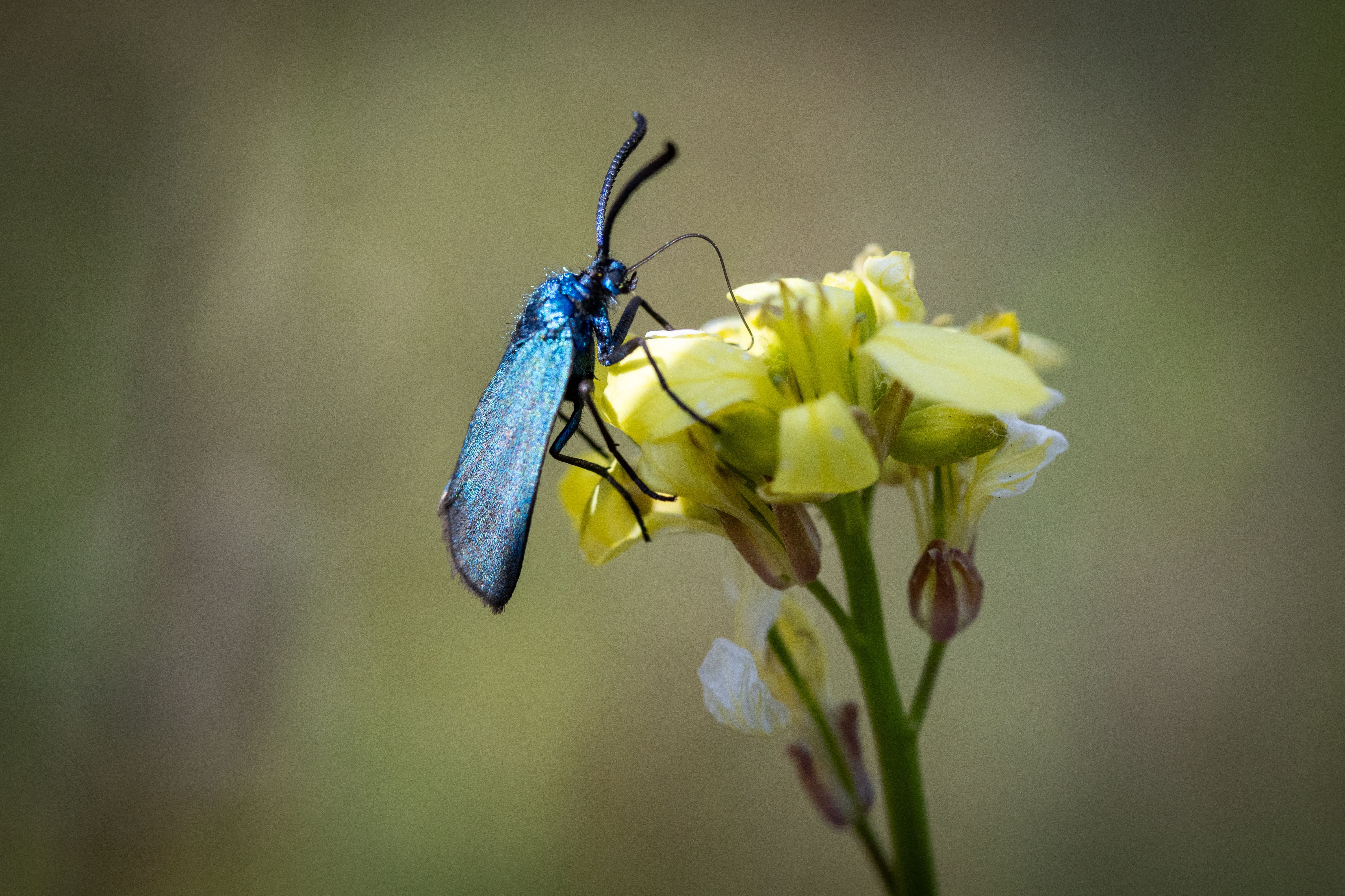 Vivid Blue Insect on Yellow Flower in Nature · Free Stock Photo