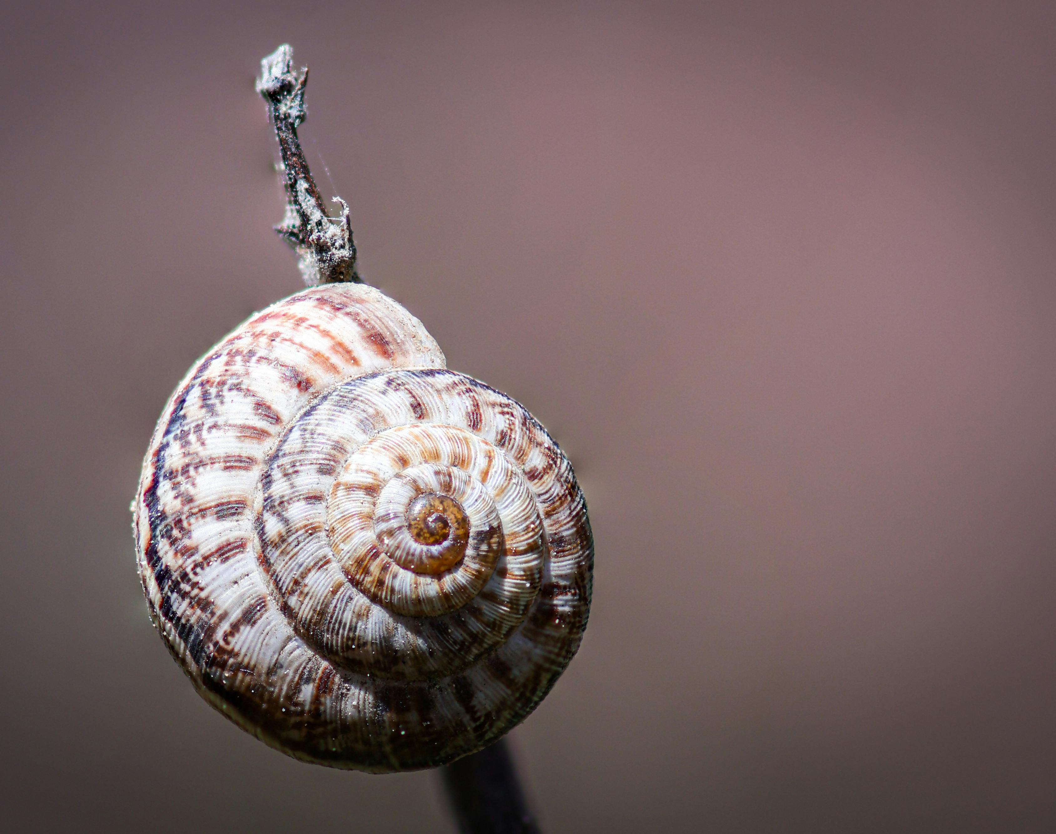 Close-up of a Snail Shell on a Twig · Free Stock Photo