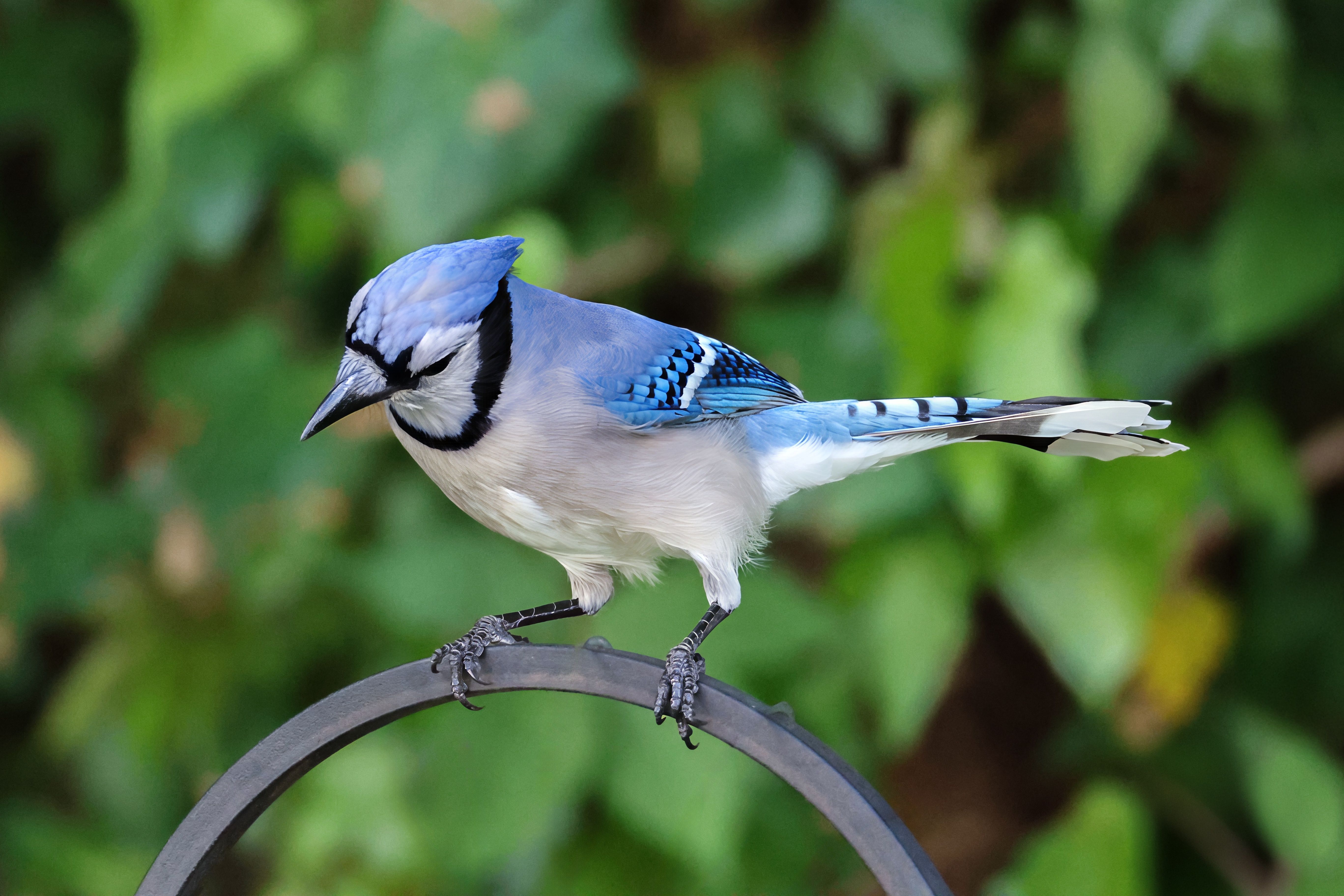 Tilt-shift Lens Photography of Blue Bird on Branch · Free Stock Photo