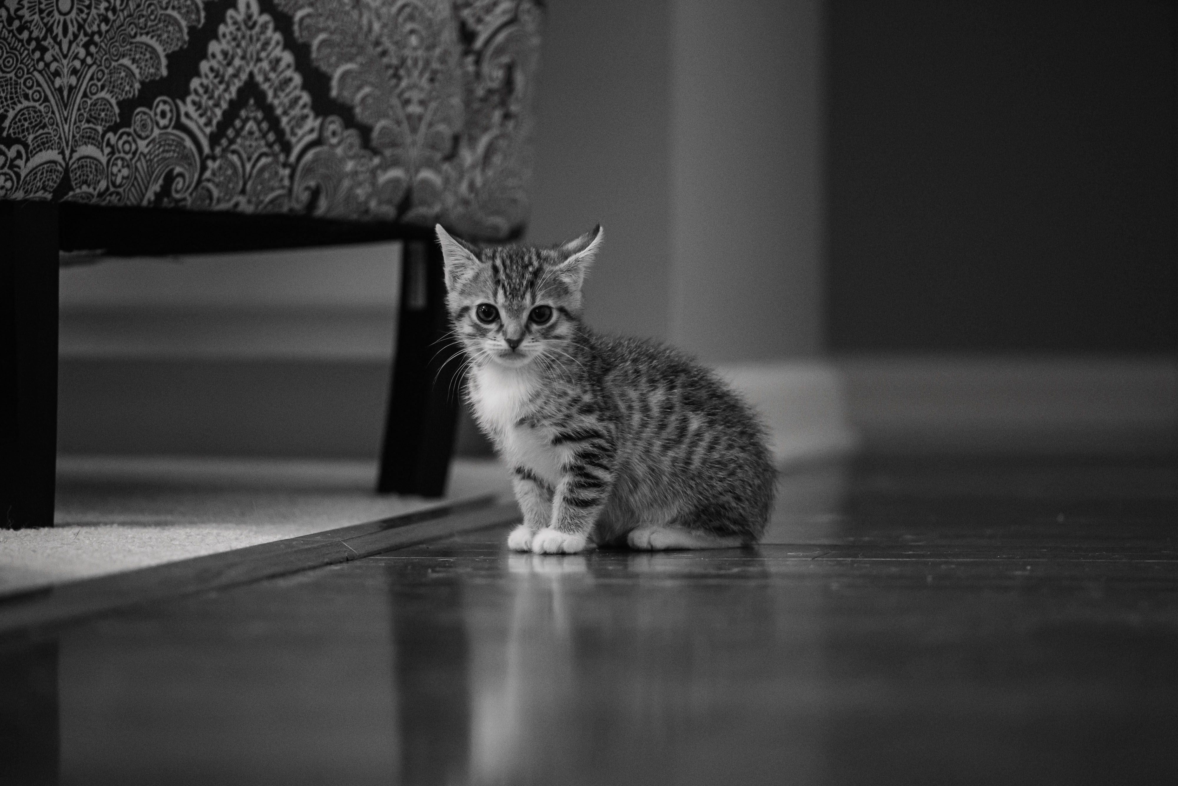 Monochrome Kitten with Intense Stare · Free Stock Photo