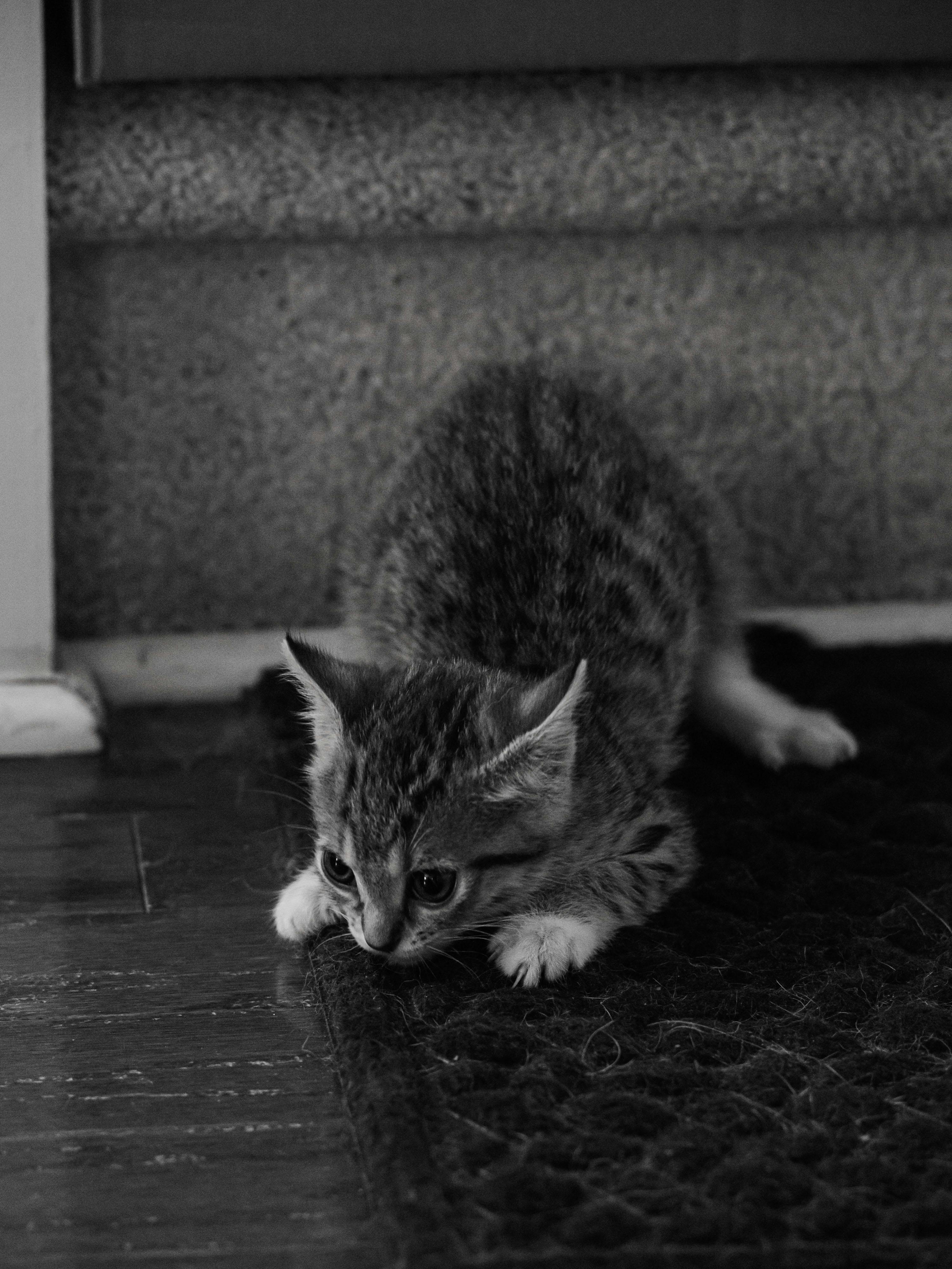 Anime+Girl+Sus+No+Blur Photos, Download The BEST Free Anime+Girl+Sus+No ...