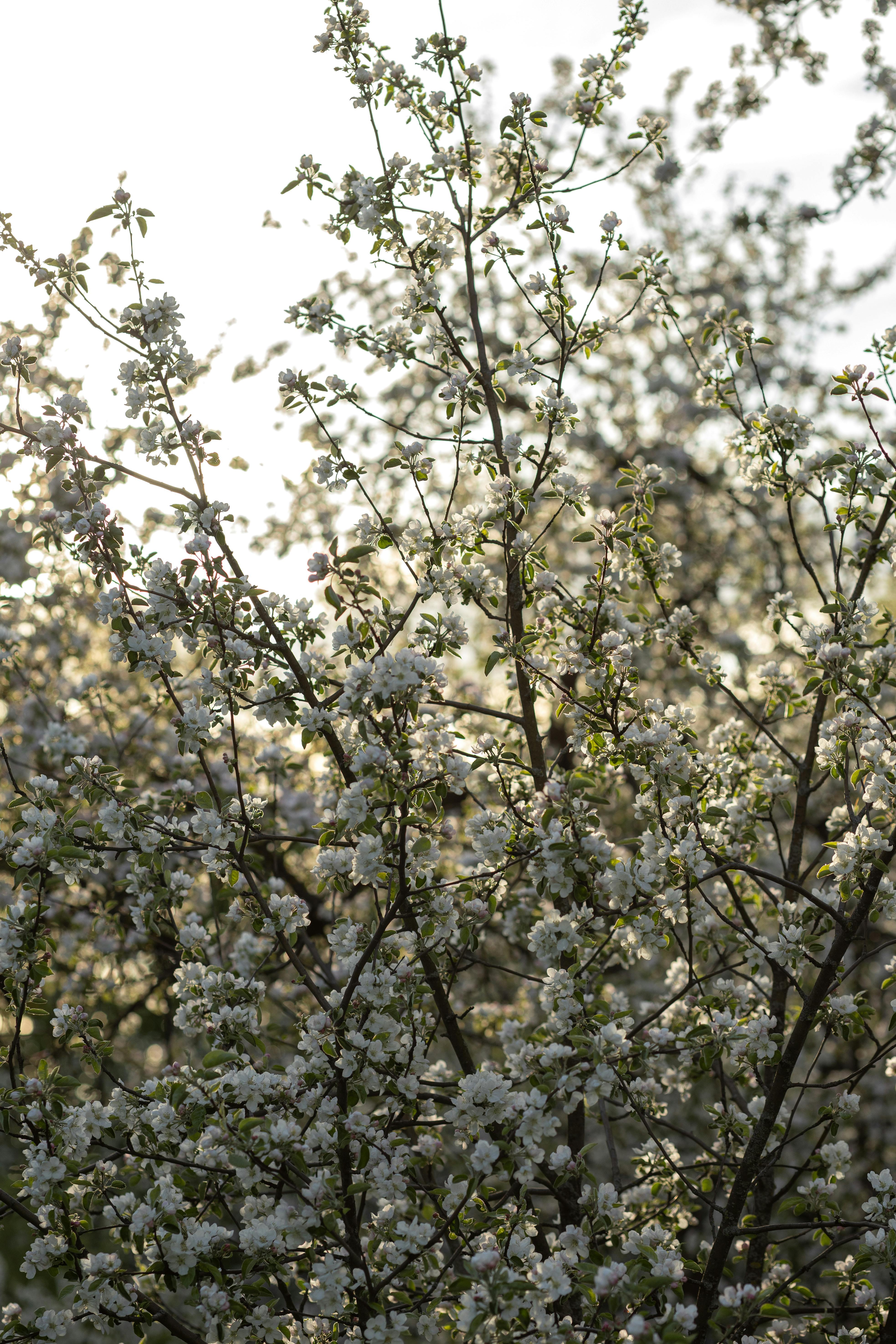 Flowering Springtime Photos, Download The BEST Free Flowering ...