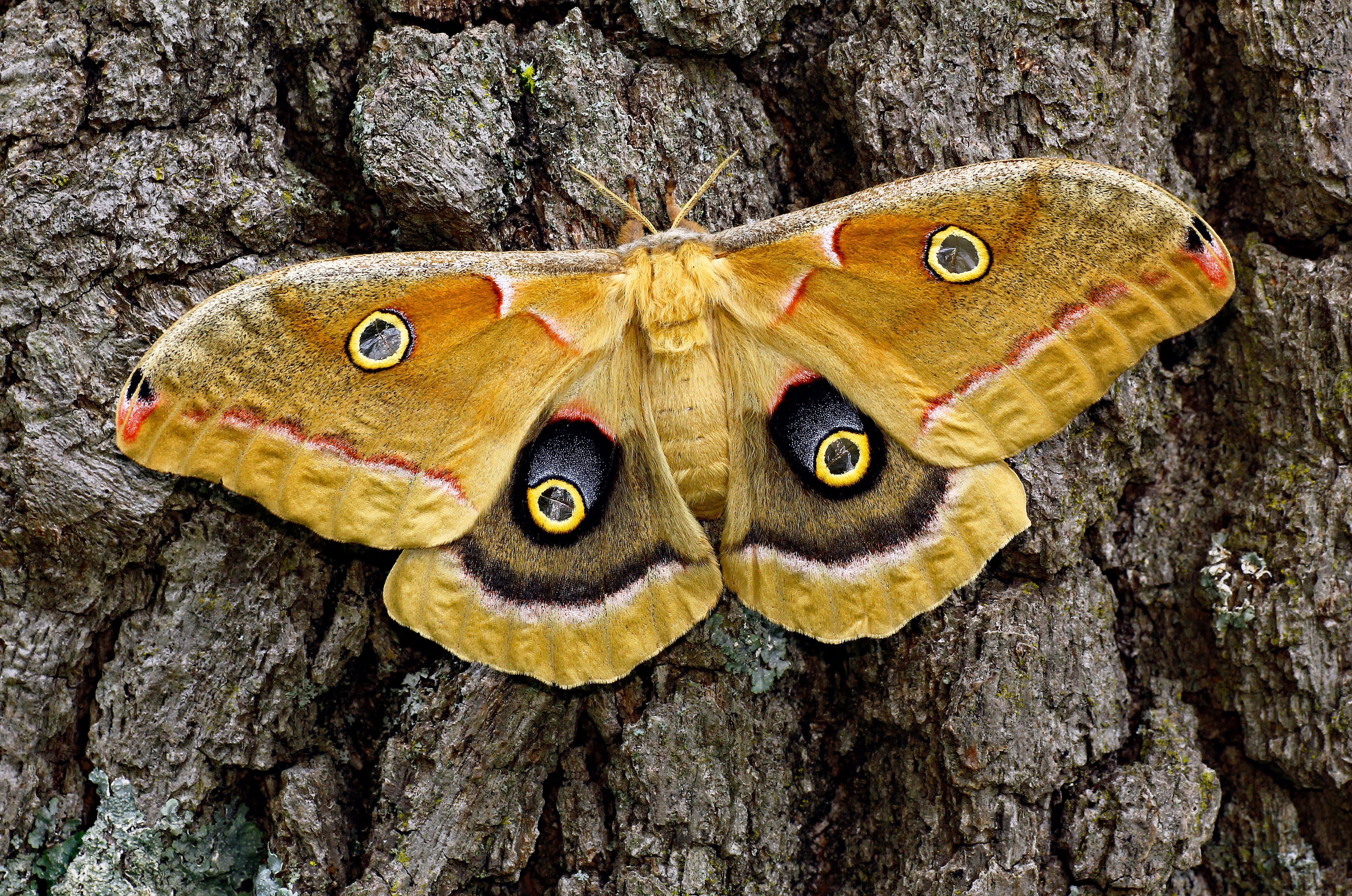 Polyphemus Moth on Tree Bark Close-Up · Free Stock Photo