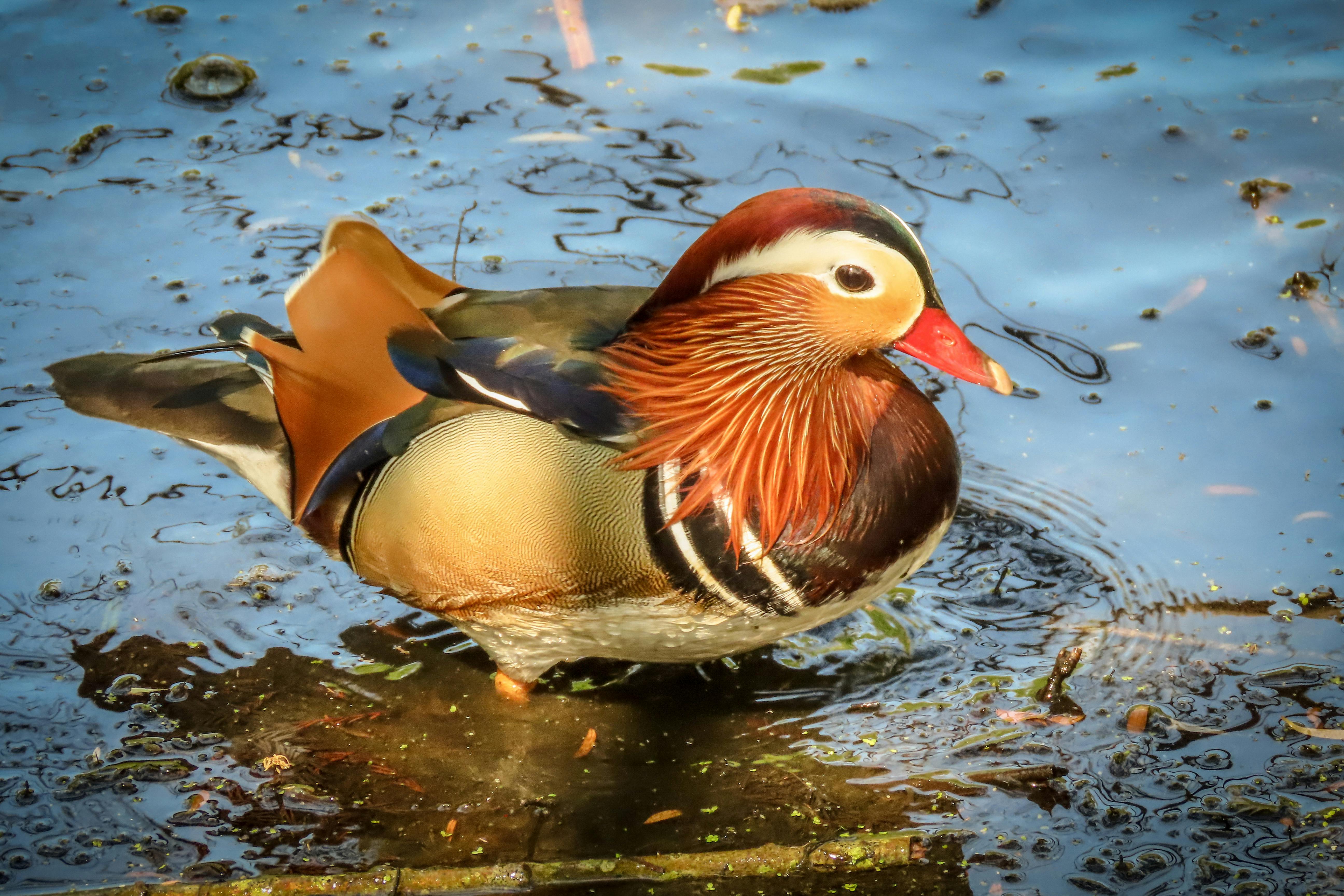 Vibrant Mandarin Duck in Serene Water · Free Stock Photo
