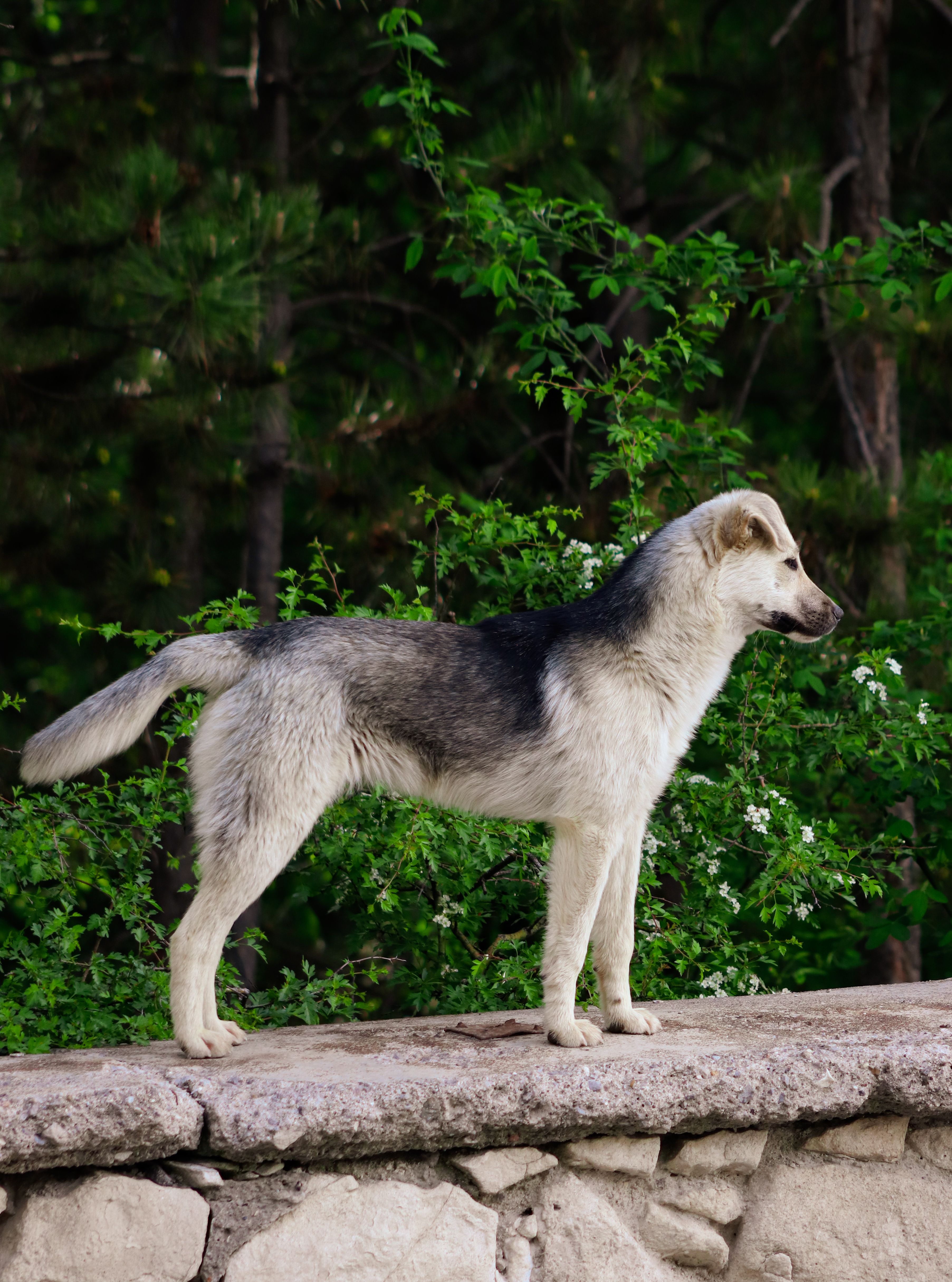 Dog Profile Photos, Download The BEST Free Dog Profile Stock Photos ...