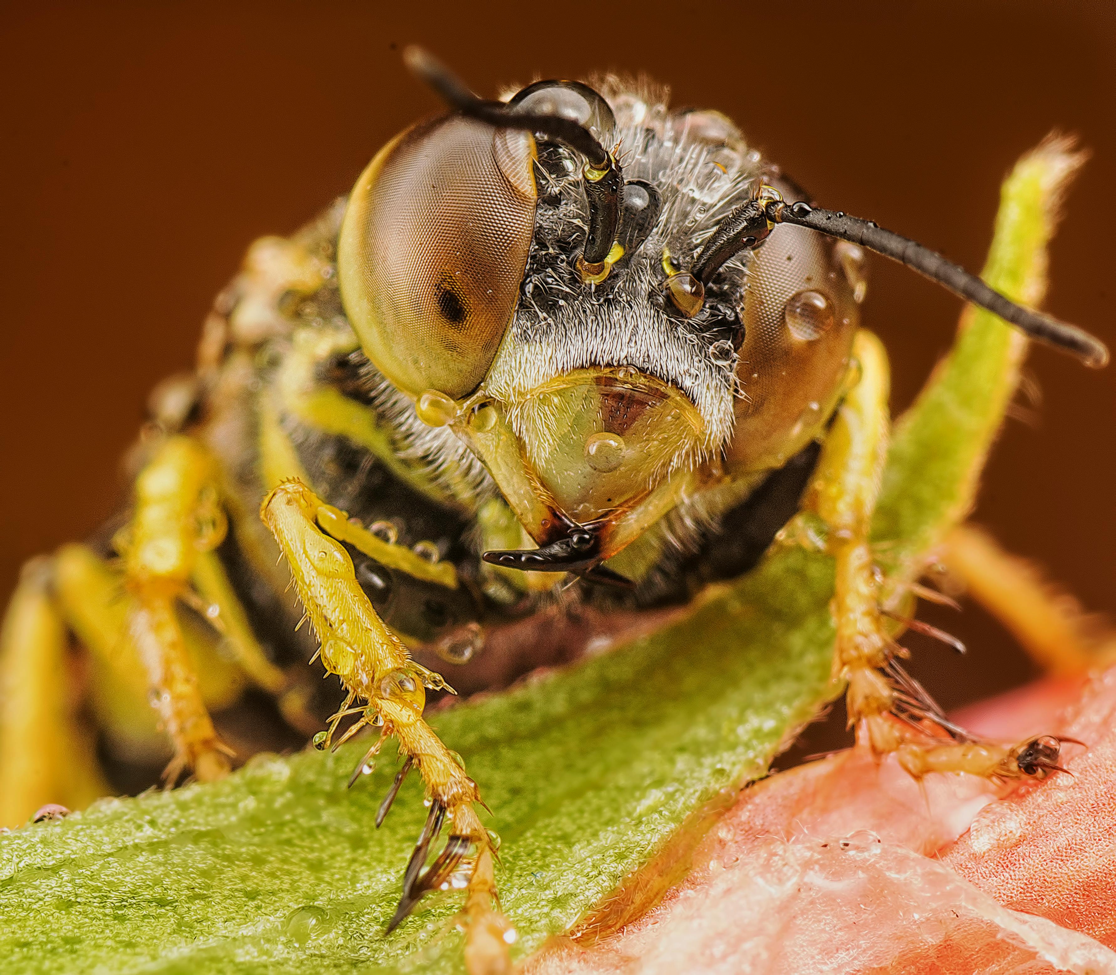 Close-up of Dew-Covered Sand Wasp on Leaf · Free Stock Photo