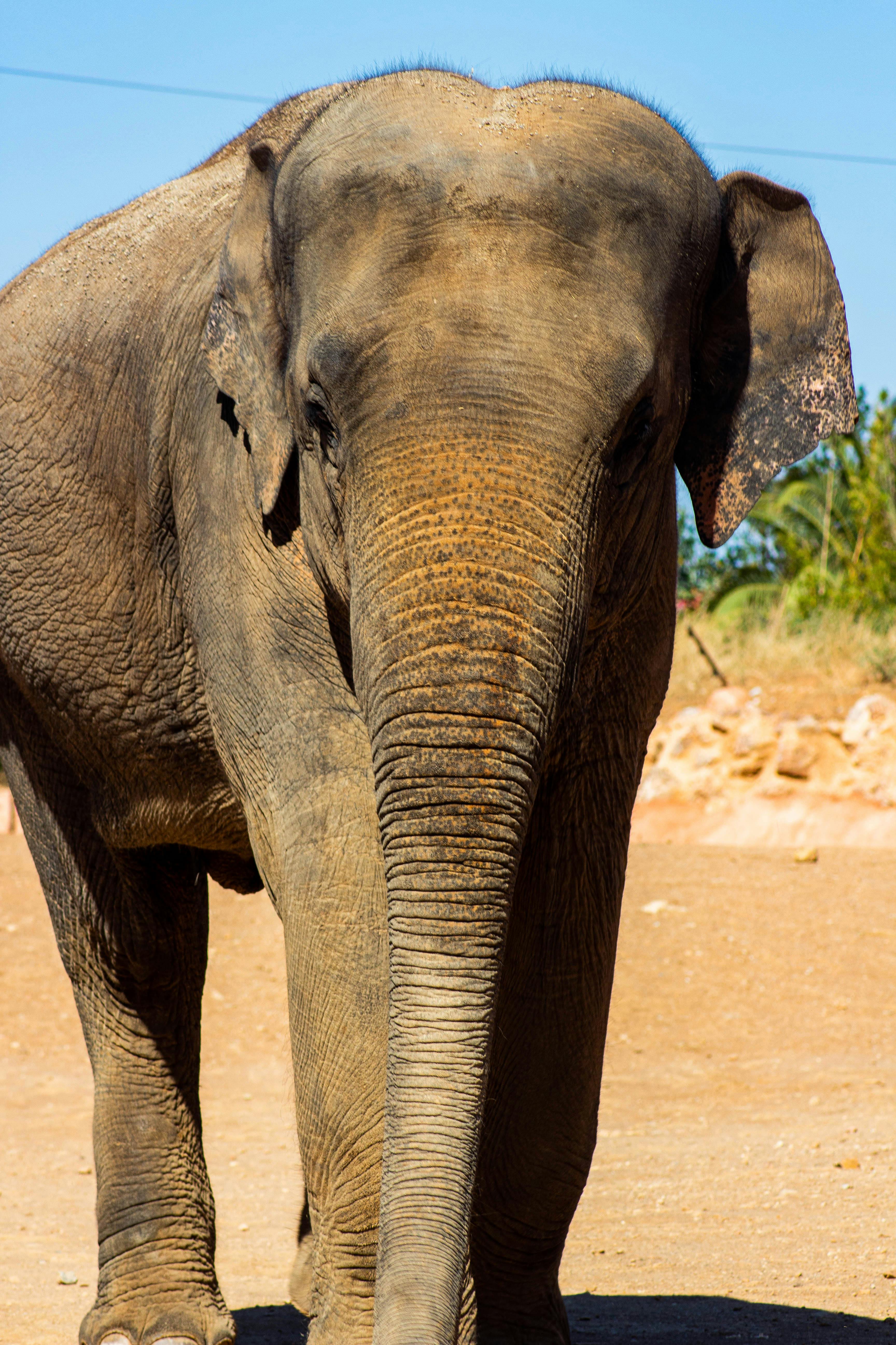 Calm Elephant Photos, Download The BEST Free Calm Elephant Stock Photos ...