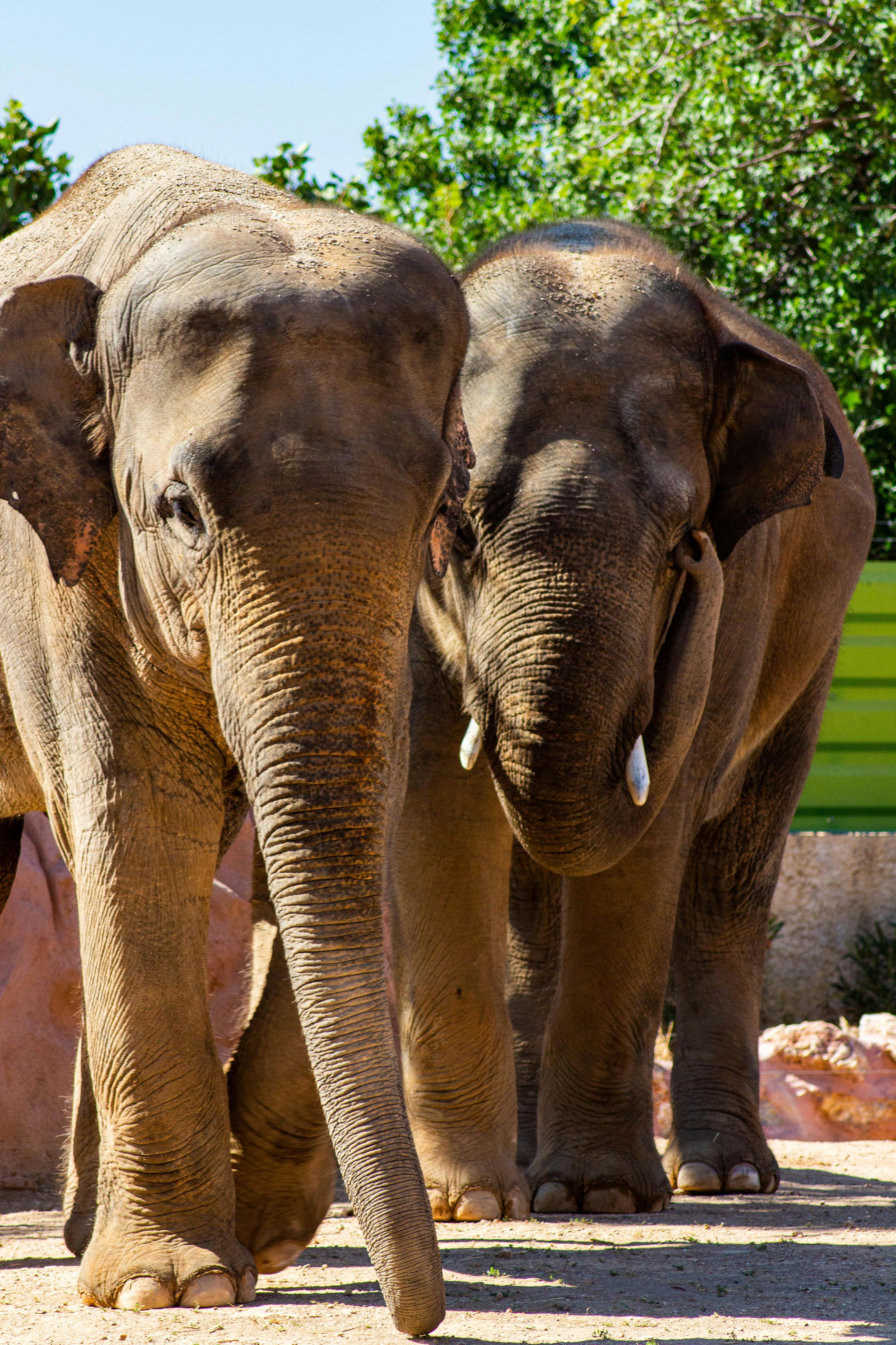 Group of Elephants Leaning on Tree · Free Stock Photo