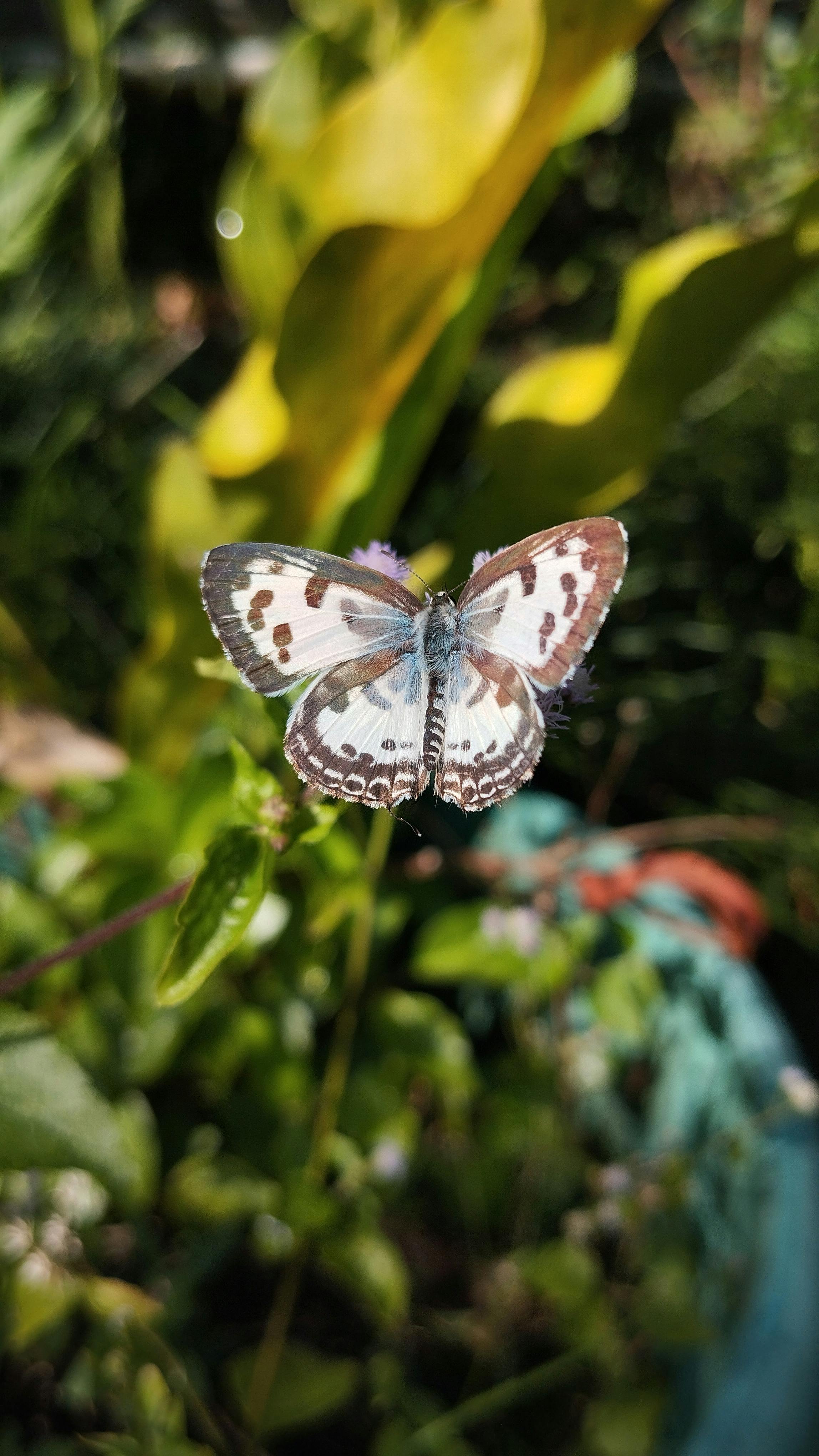 Insert Animal Photos, Download The BEST Free Insert Animal Stock Photos ...