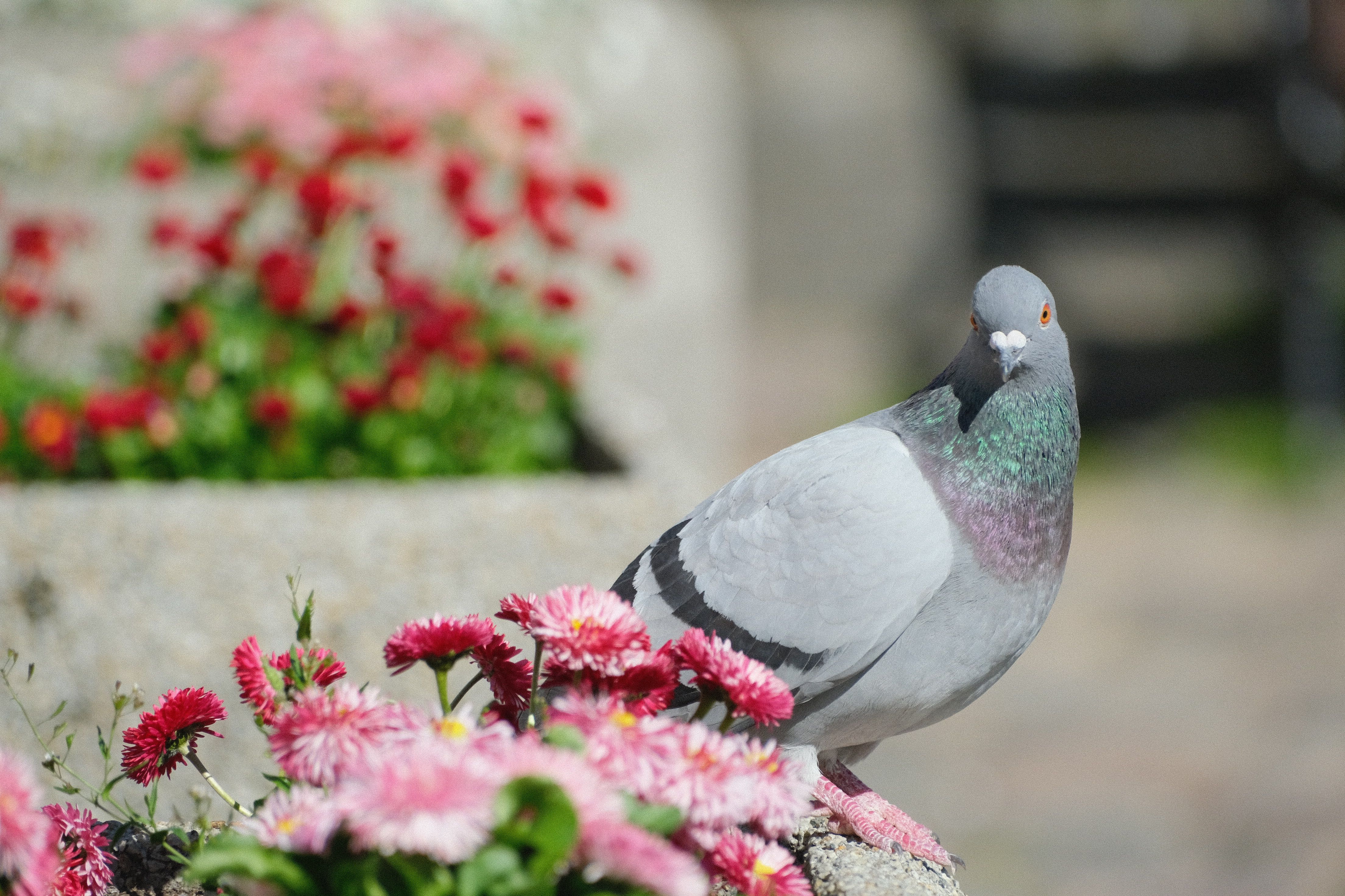 Vibrant Pigeon Perched Among Spring Flowers · Free Stock Photo