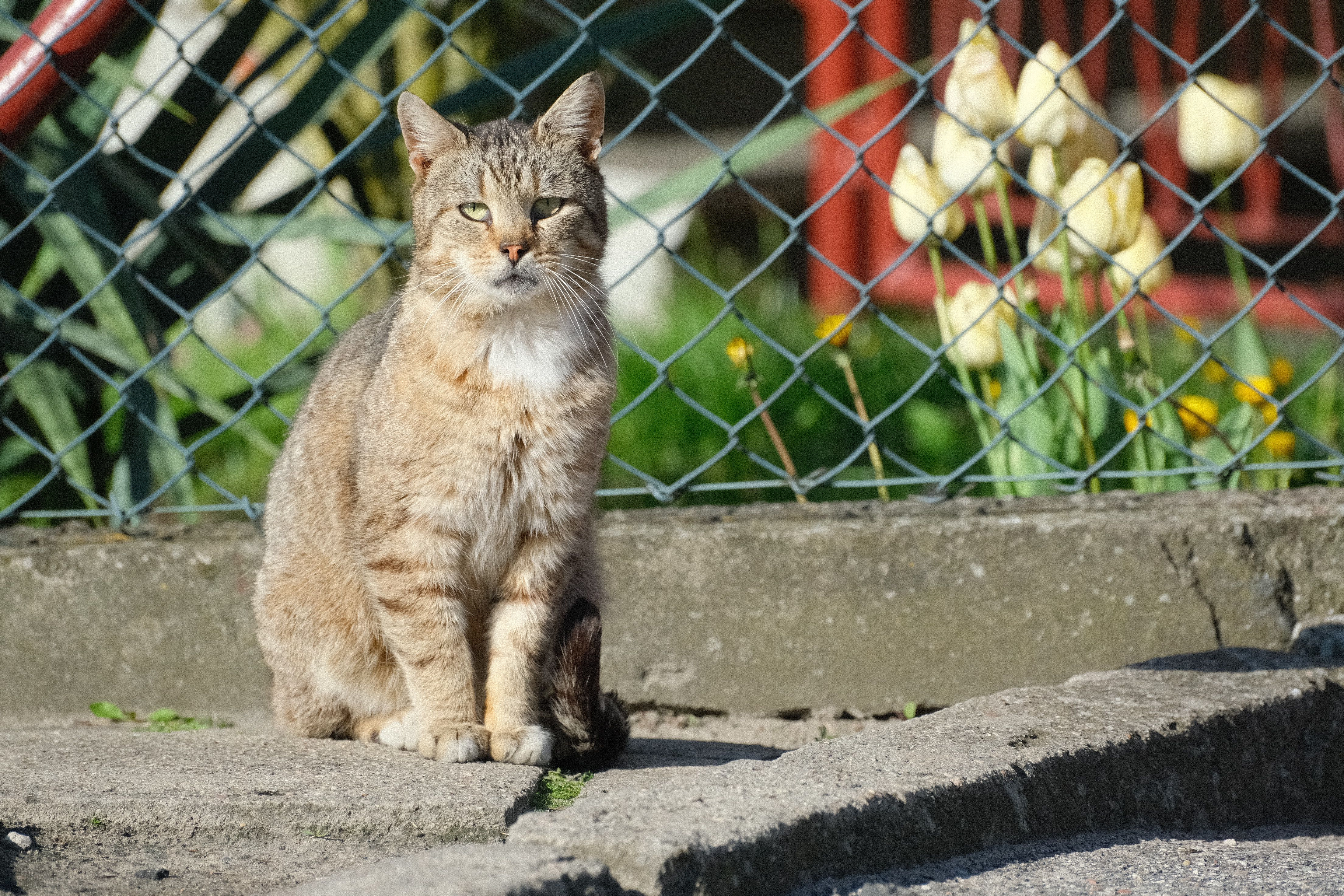 Calming Cat Photos, Download The BEST Free Calming Cat Stock Photos ...