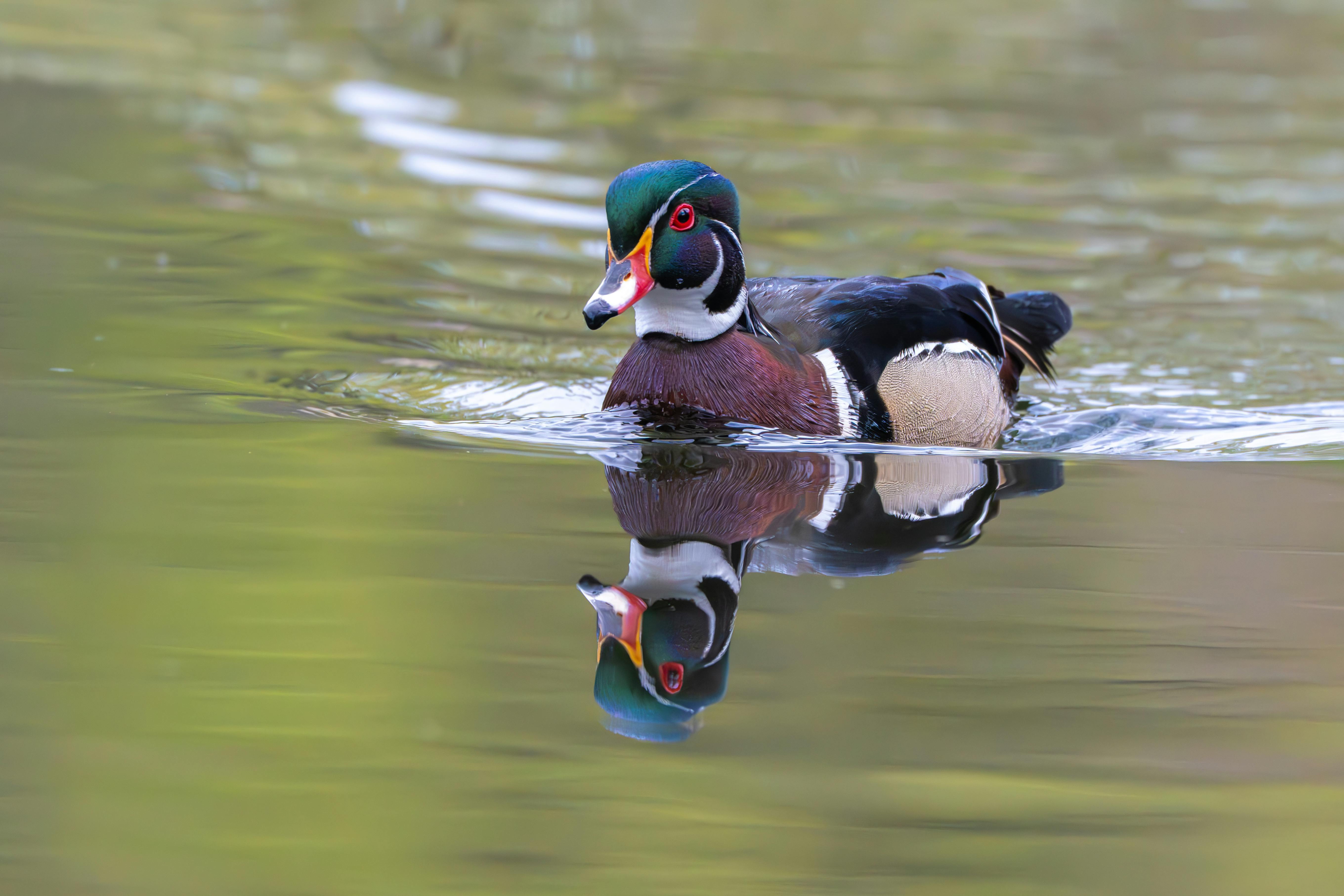 Colorful Wood Duck Reflecting in Calm Water · Free Stock Photo