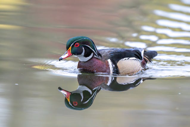 Mounting a Wood Duck Box: A Step-by-Step Installation Guide