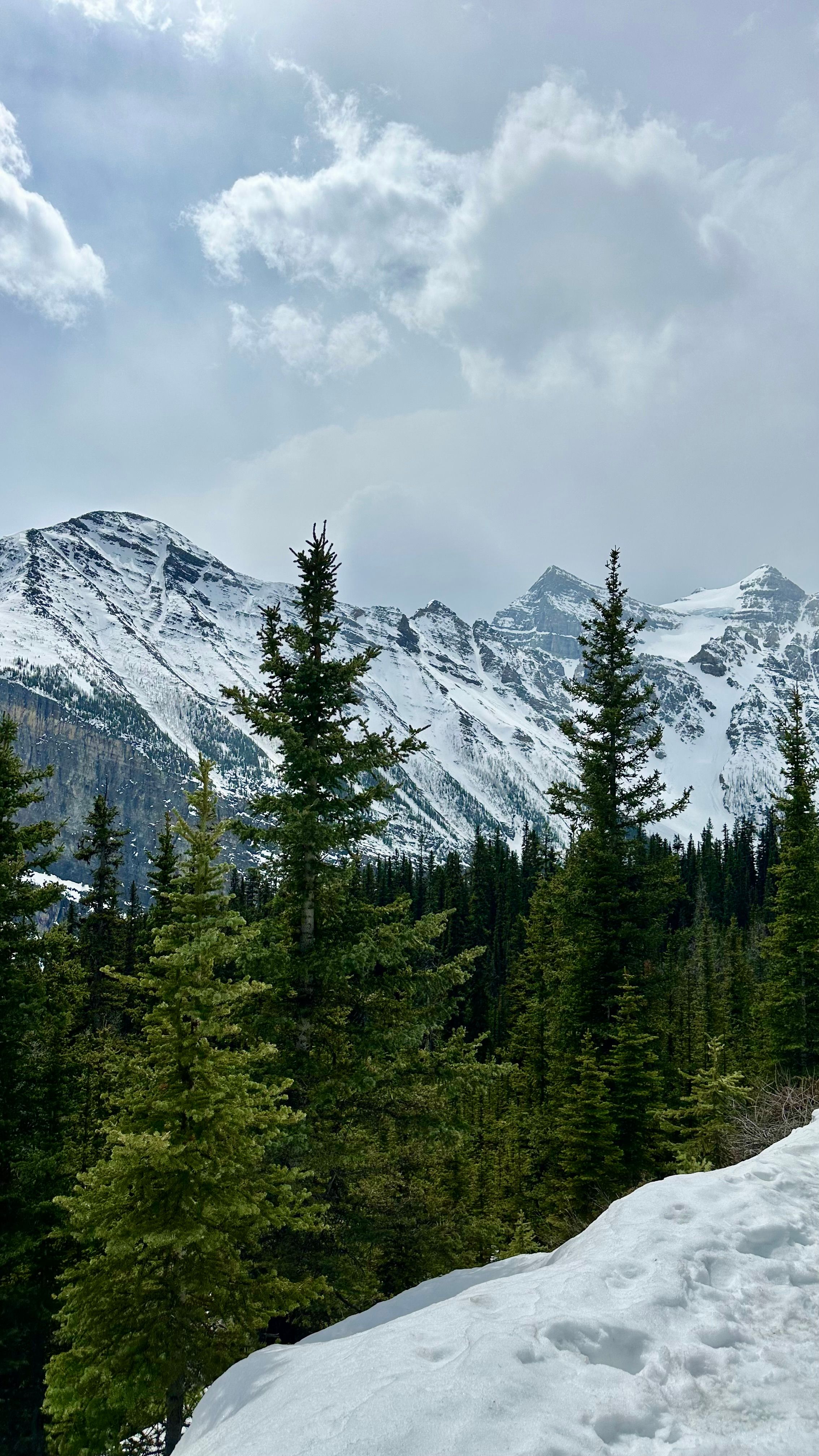 Snow-Capped Mountains with Evergreen Forest · Free Stock Photo