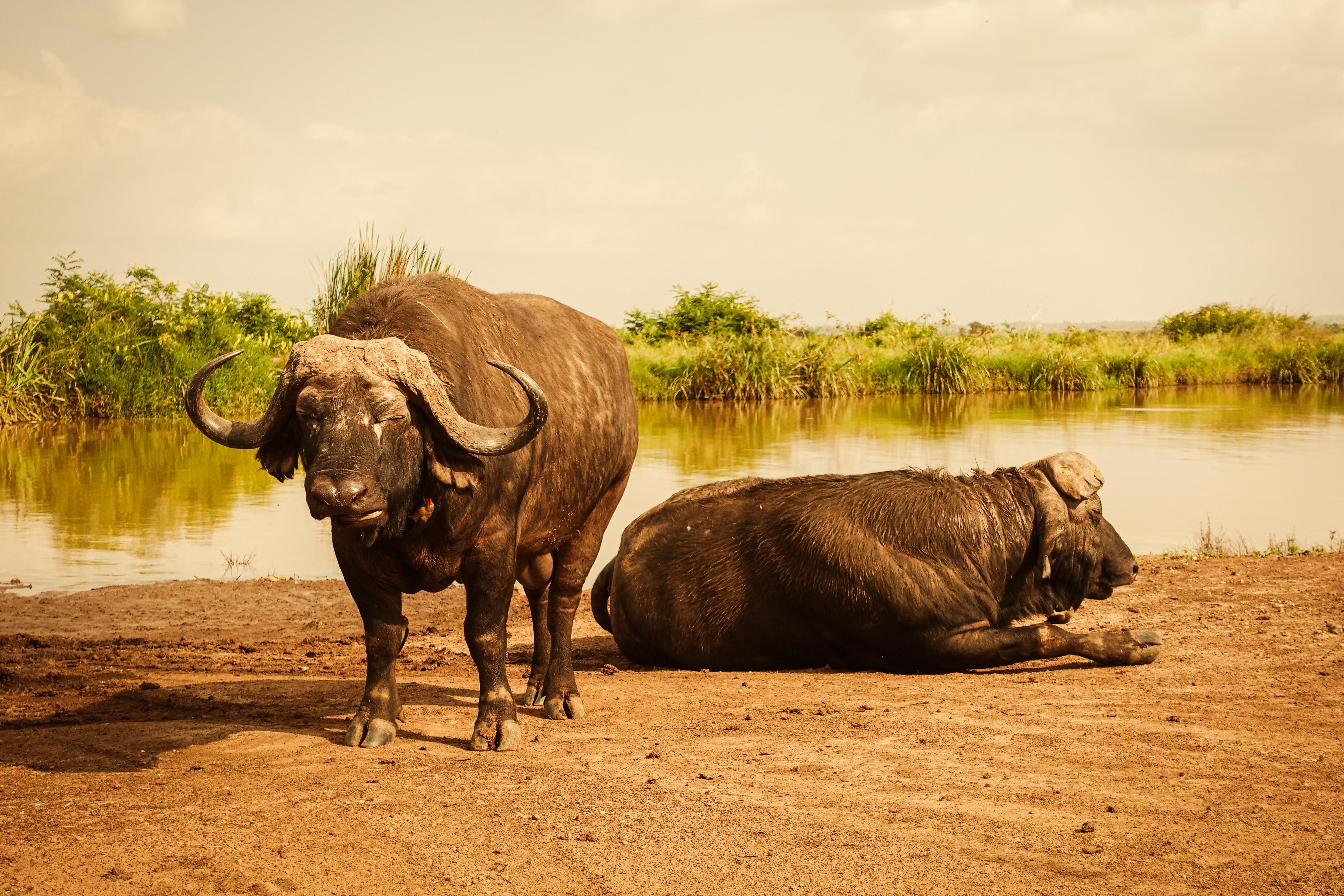 African Animals Photos, Download The BEST Free African Animals Stock ...