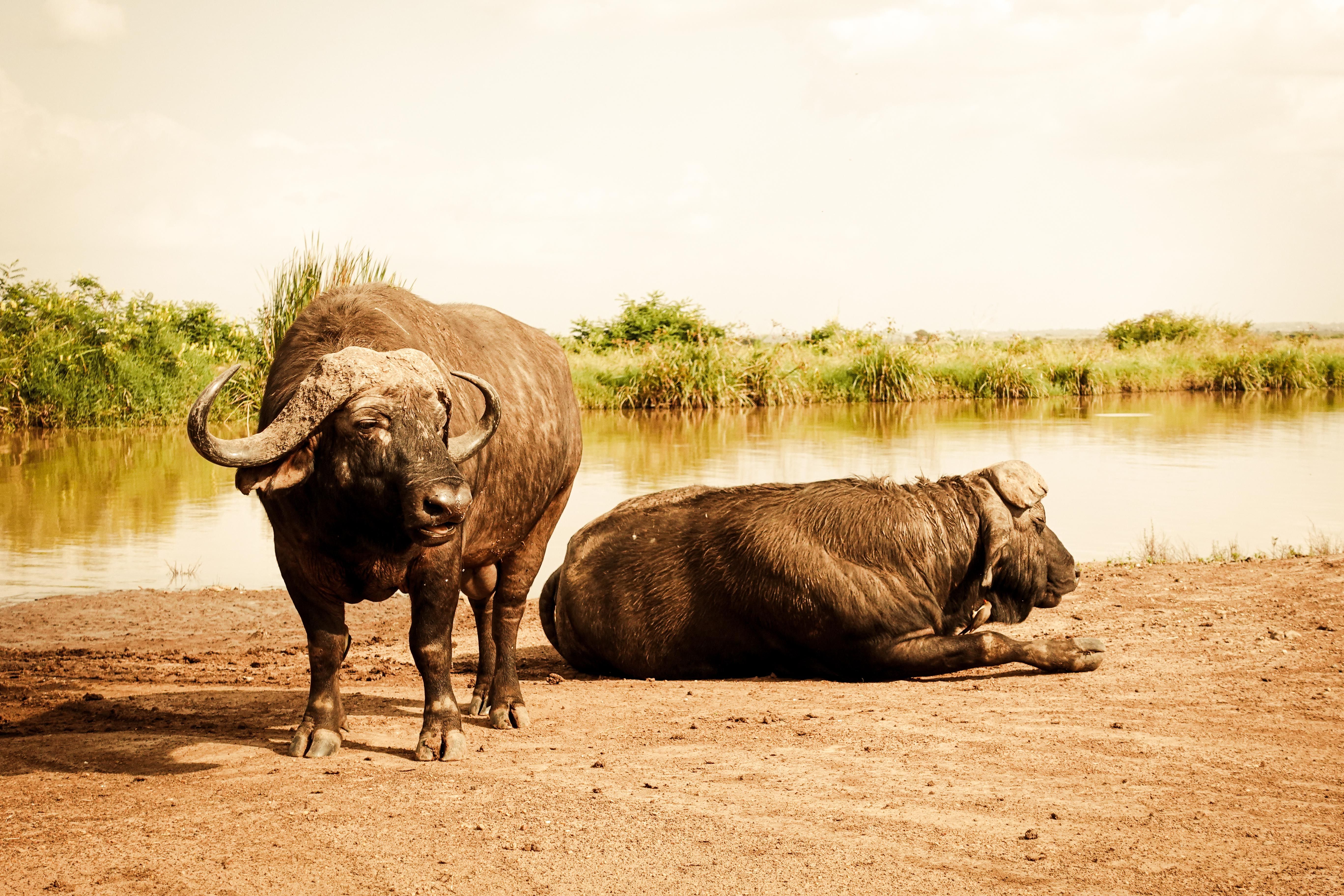 African Buffalo by Water in Nairobi National Park · Free Stock Photo