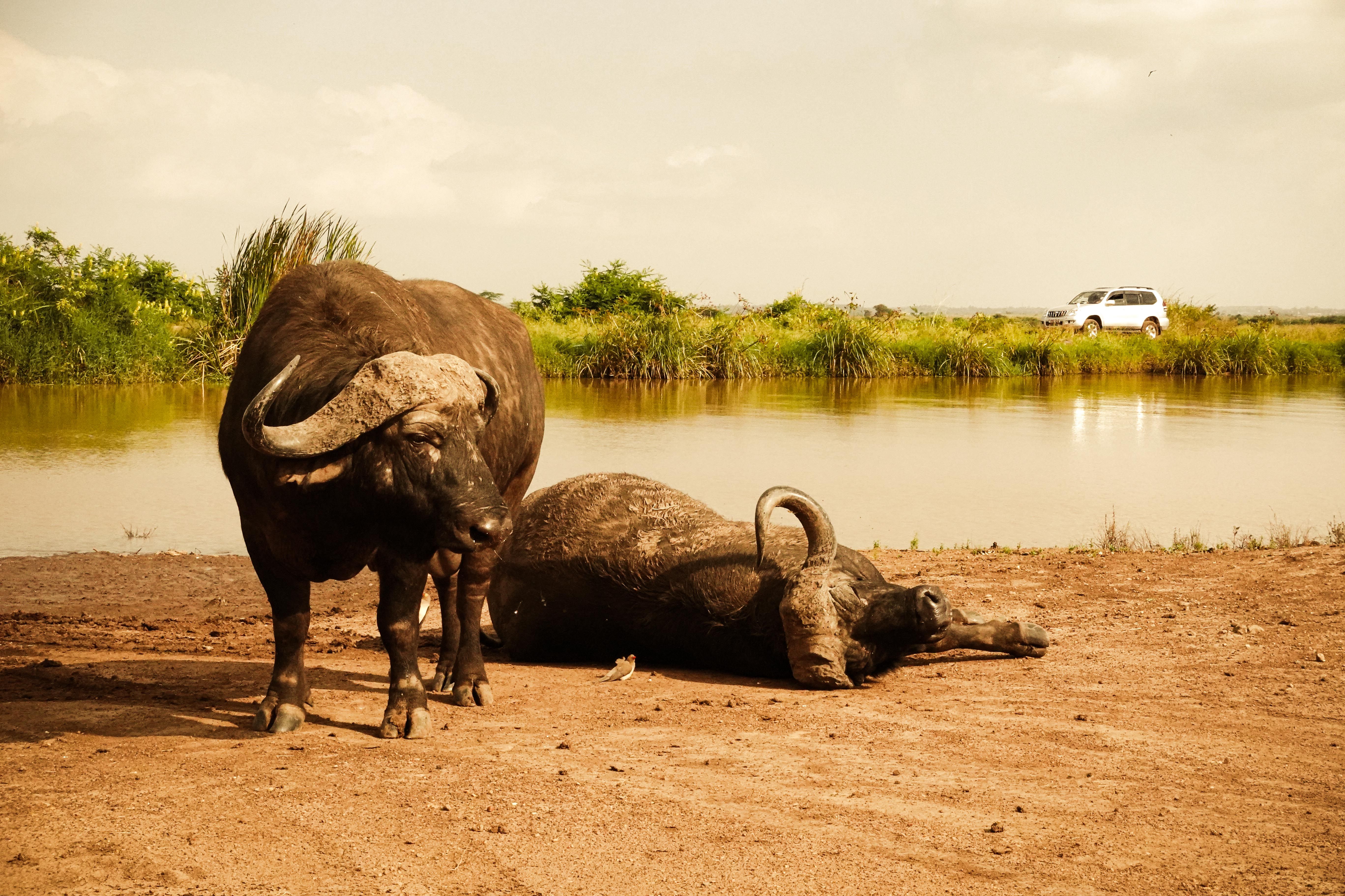 African Buffalo by Nairobi Wetland with Safari Vehicle · Free Stock Photo