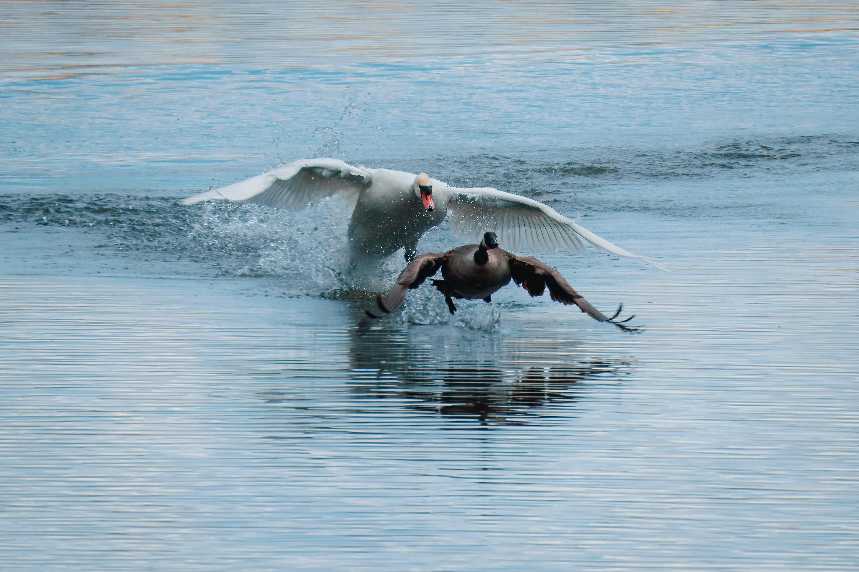 Swan and Goose in Dynamic Lakeside Encounter · Free Stock Photo