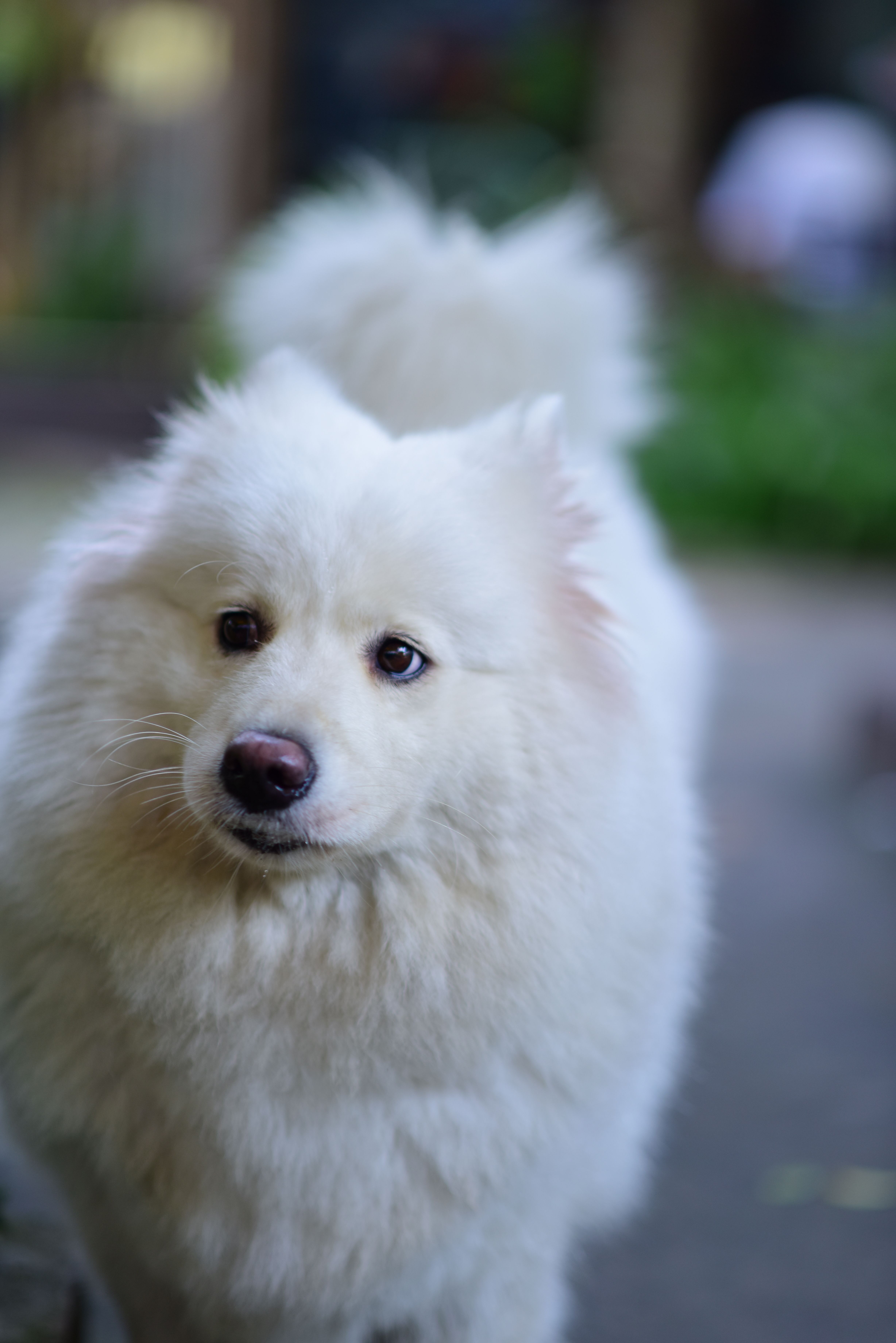Fluffy Samoyed Dog in Outdoor Setting · Free Stock Photo