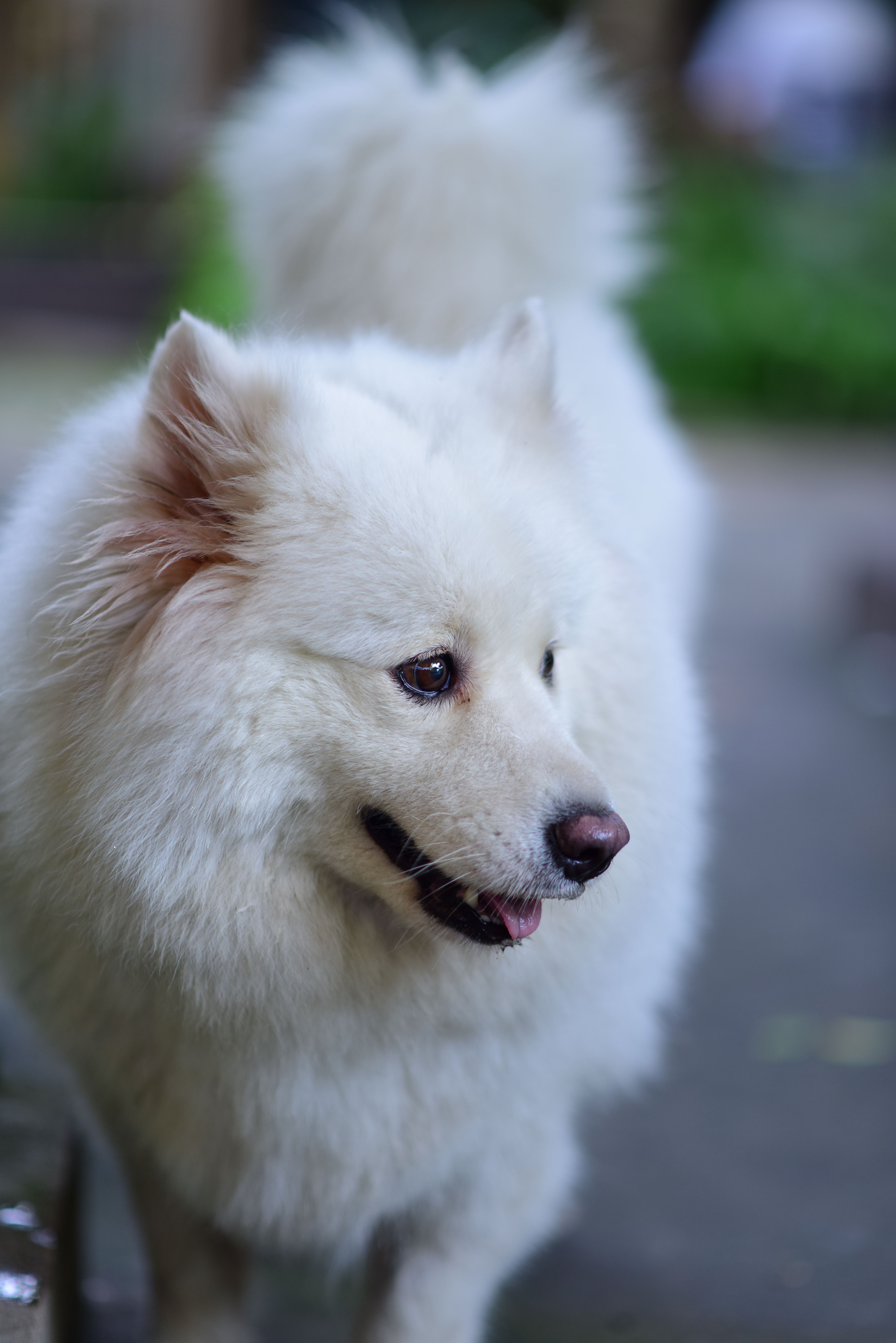 Fluffy Samoyed Dog Outdoors Enjoying Nature · Free Stock Photo