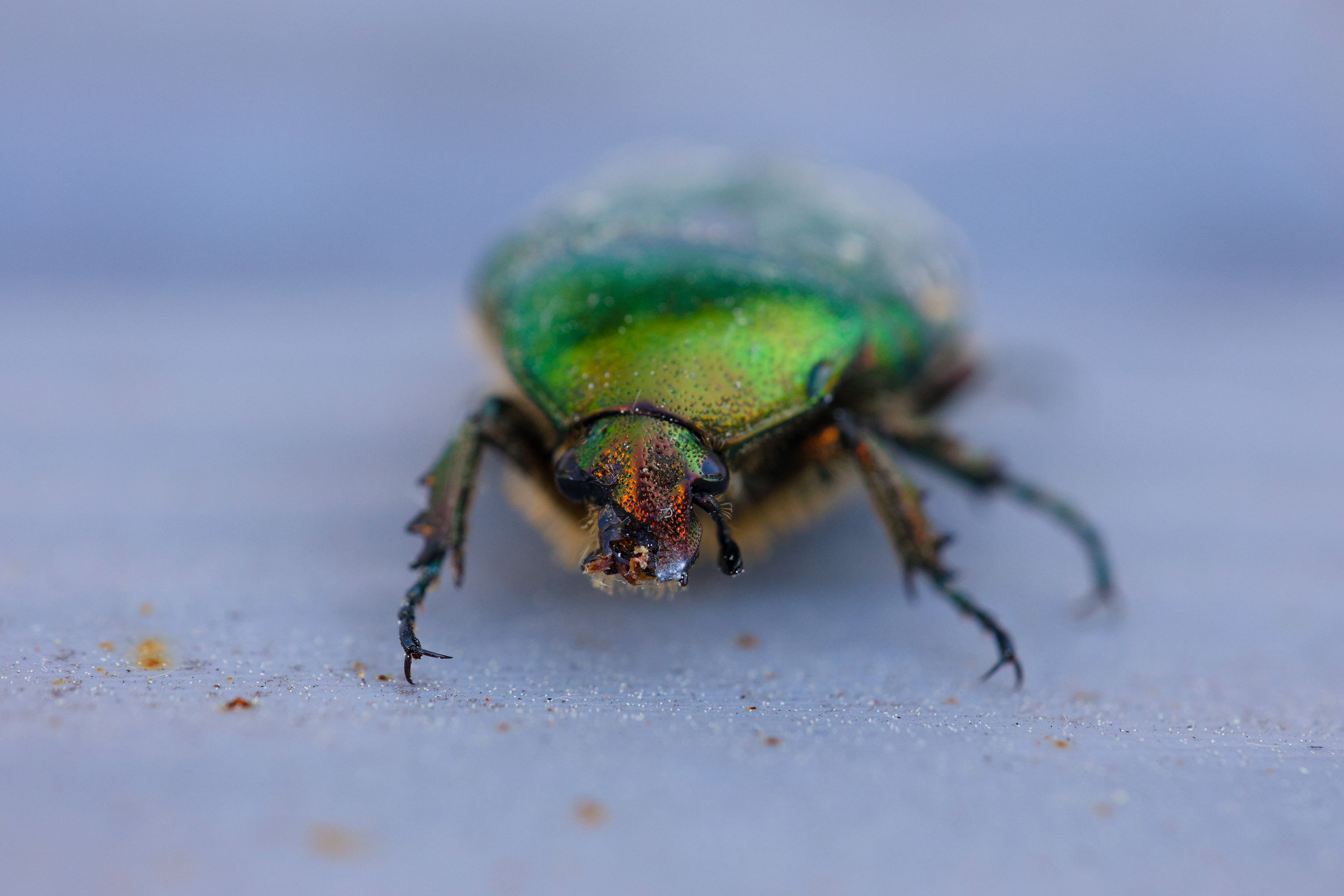 Close-Up of a Vibrant Green Beetle on Surface · Free Stock Photo