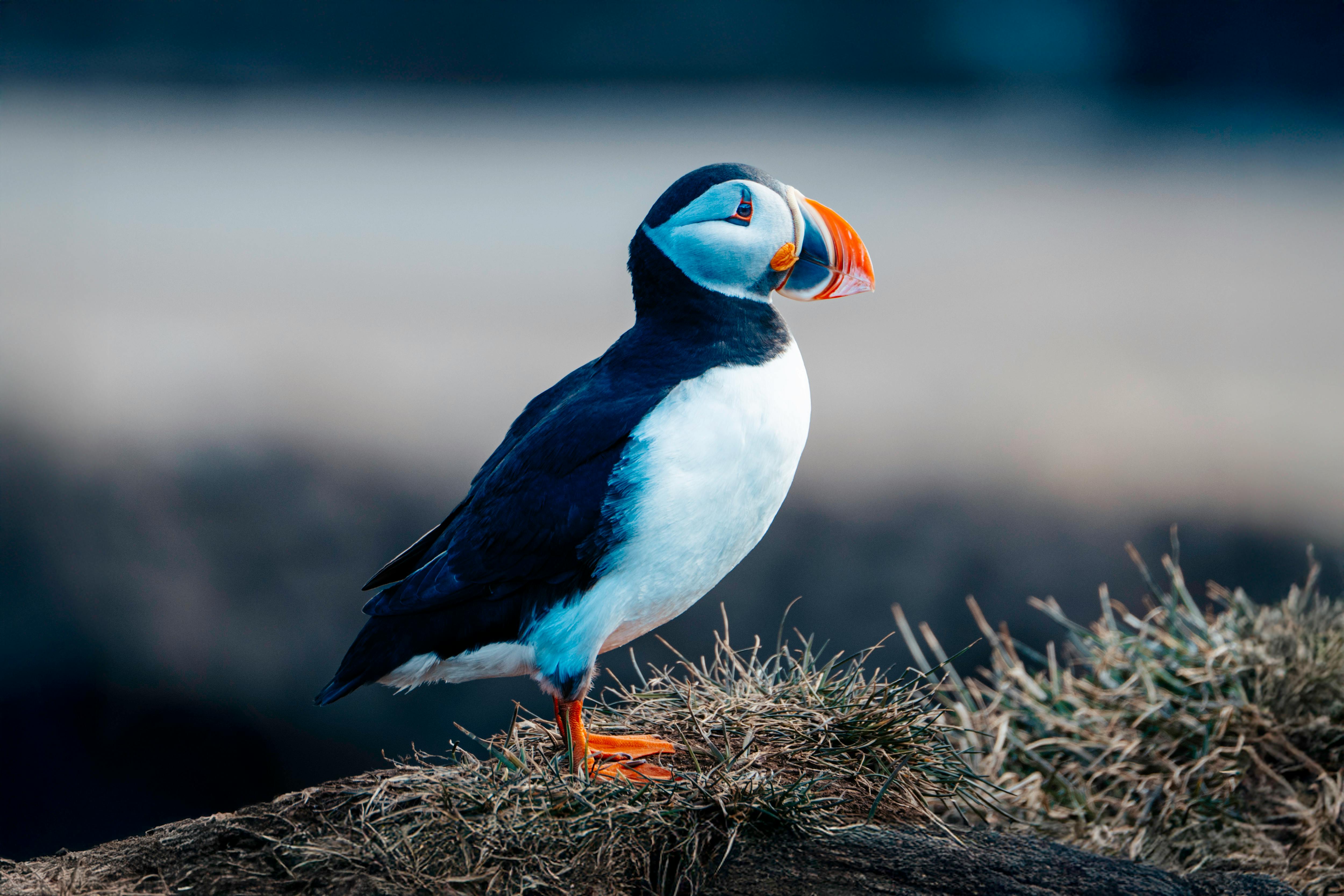 Icelandic Atlantic Puffin Perched on Coastal Cliff · Free Stock Photo