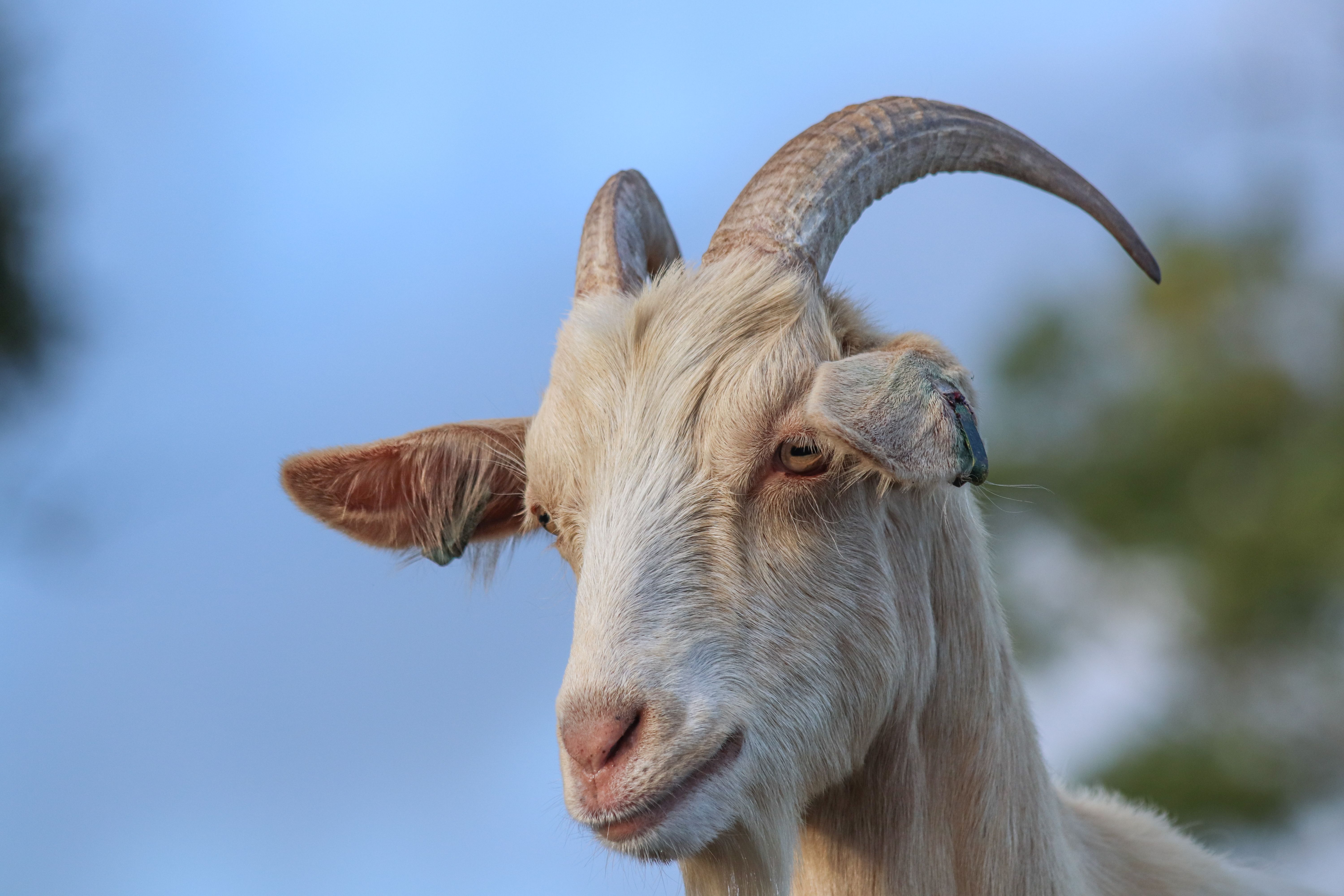 Close-Up Portrait of a Domestic Goat Outdoors · Free Stock Photo