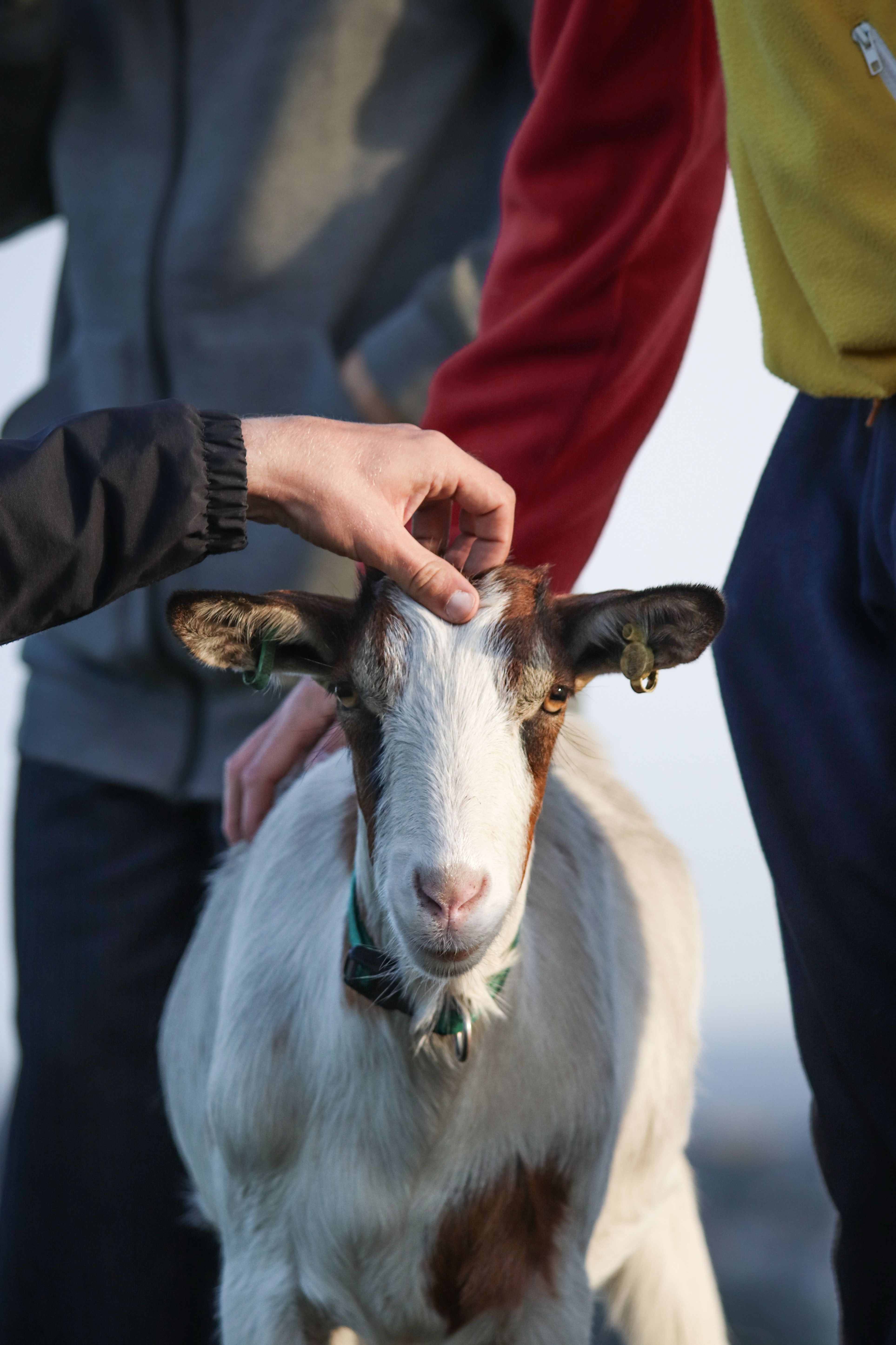 Friendly Interaction with a Goat Outdoors · Free Stock Photo