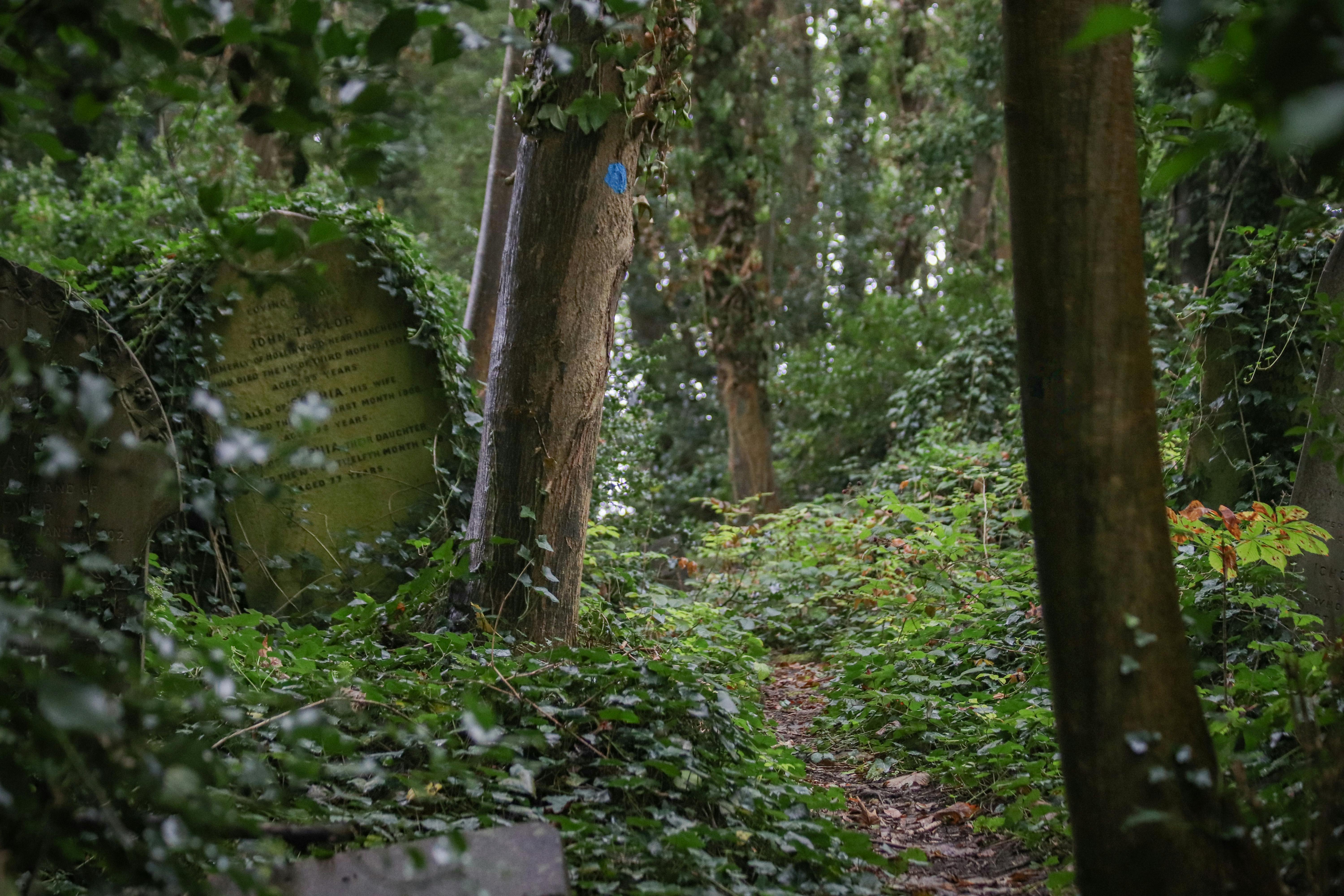 Overgrown cemetery path with ivy-covered gravestones · Free Stock Photo