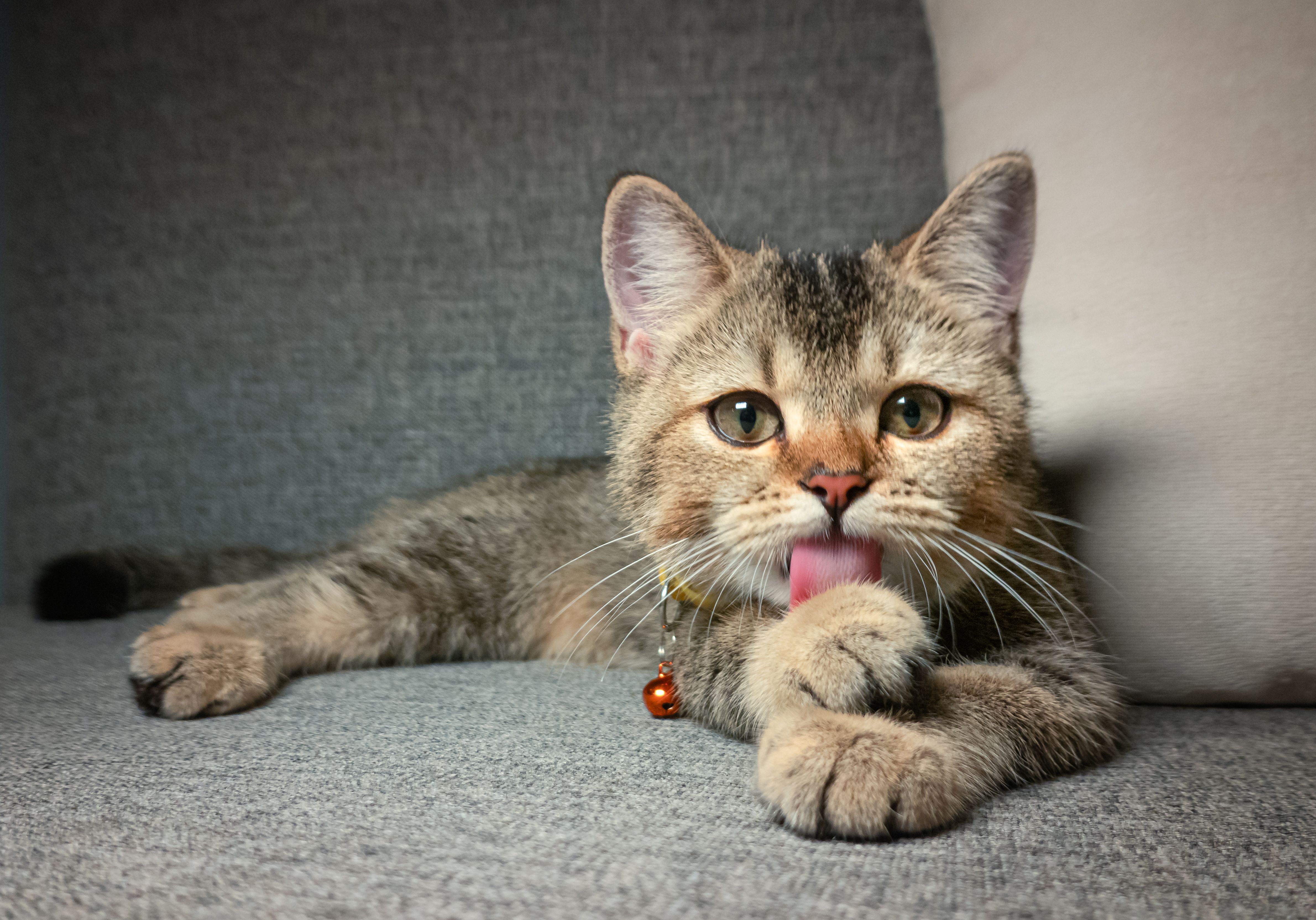 Gary The Cat Photos, Download The BEST Free Gary The Cat Stock Photos ...