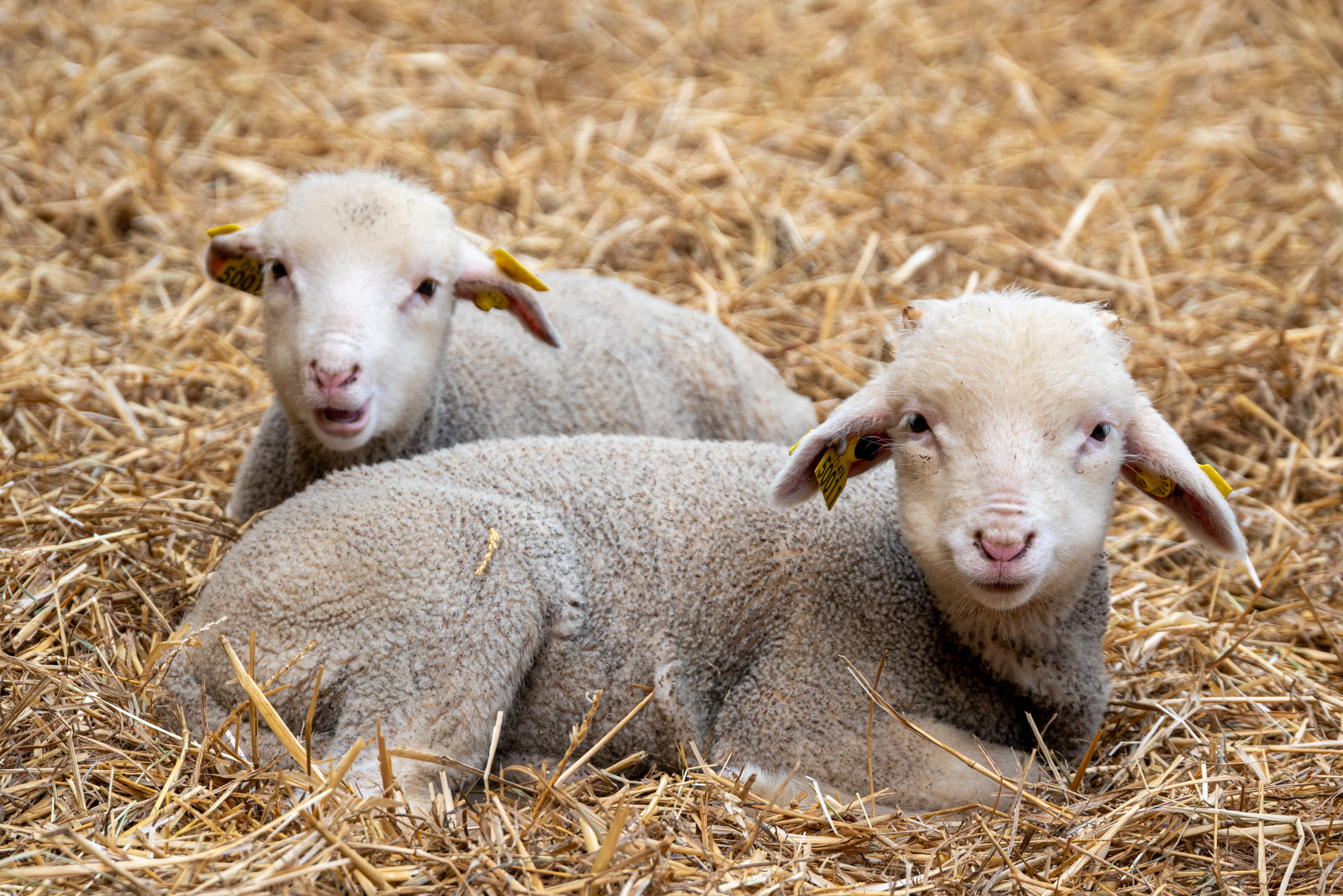 Cute Lambs Resting on Straw in Provence · Free Stock Photo