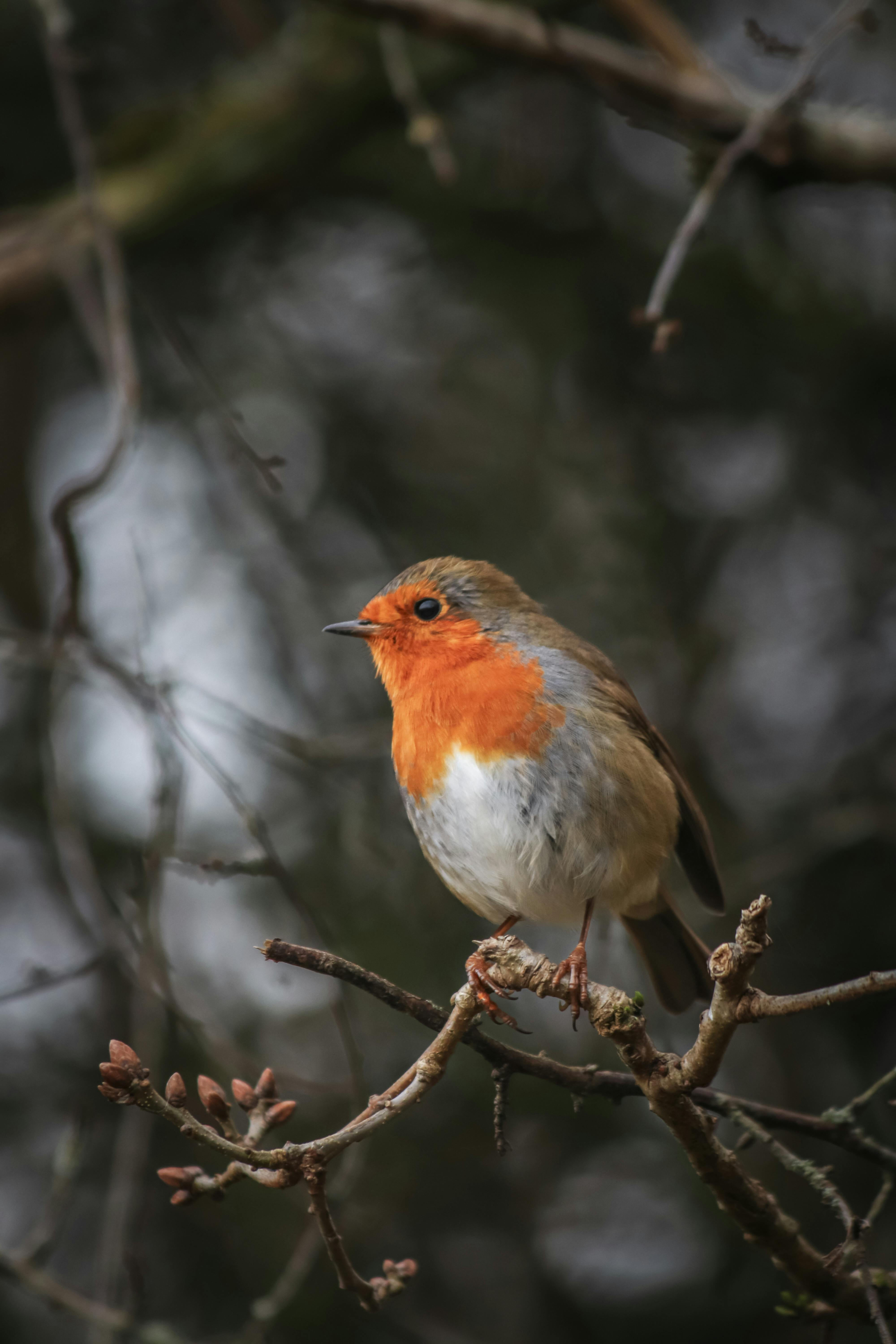 Burung Robin Eropa Bertengger Di Cabang Pohon Di Alam · Foto Stok Gratis
