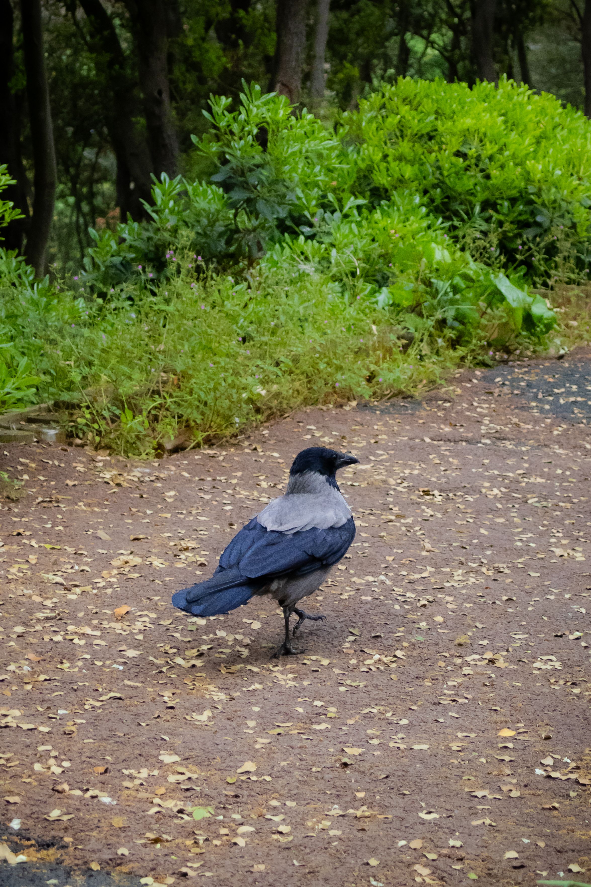 Hooded Crow Walking on Forest Path in Istanbul · Free Stock Photo