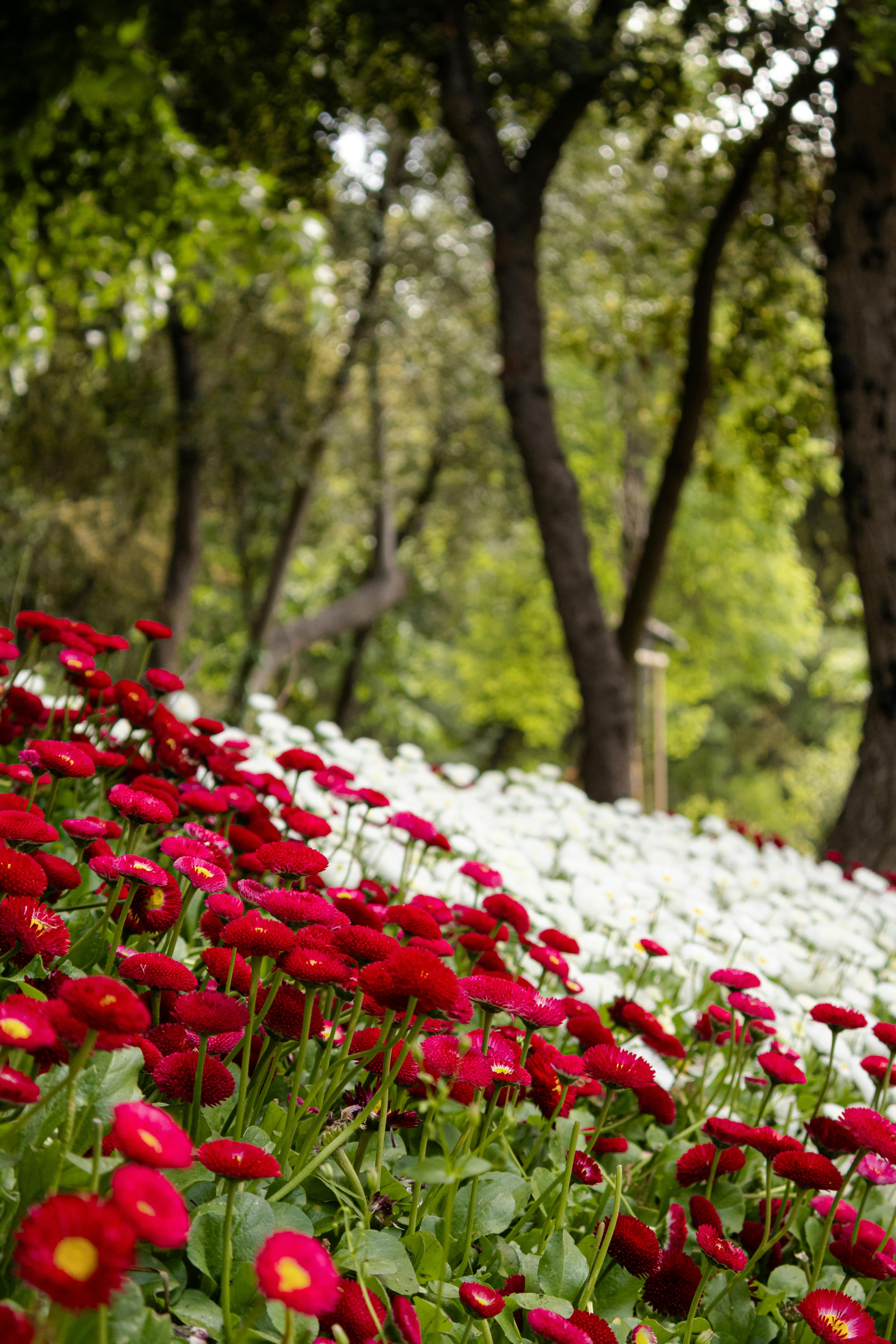 Turkish Gardens Photos, Download The BEST Free Turkish Gardens Stock ...