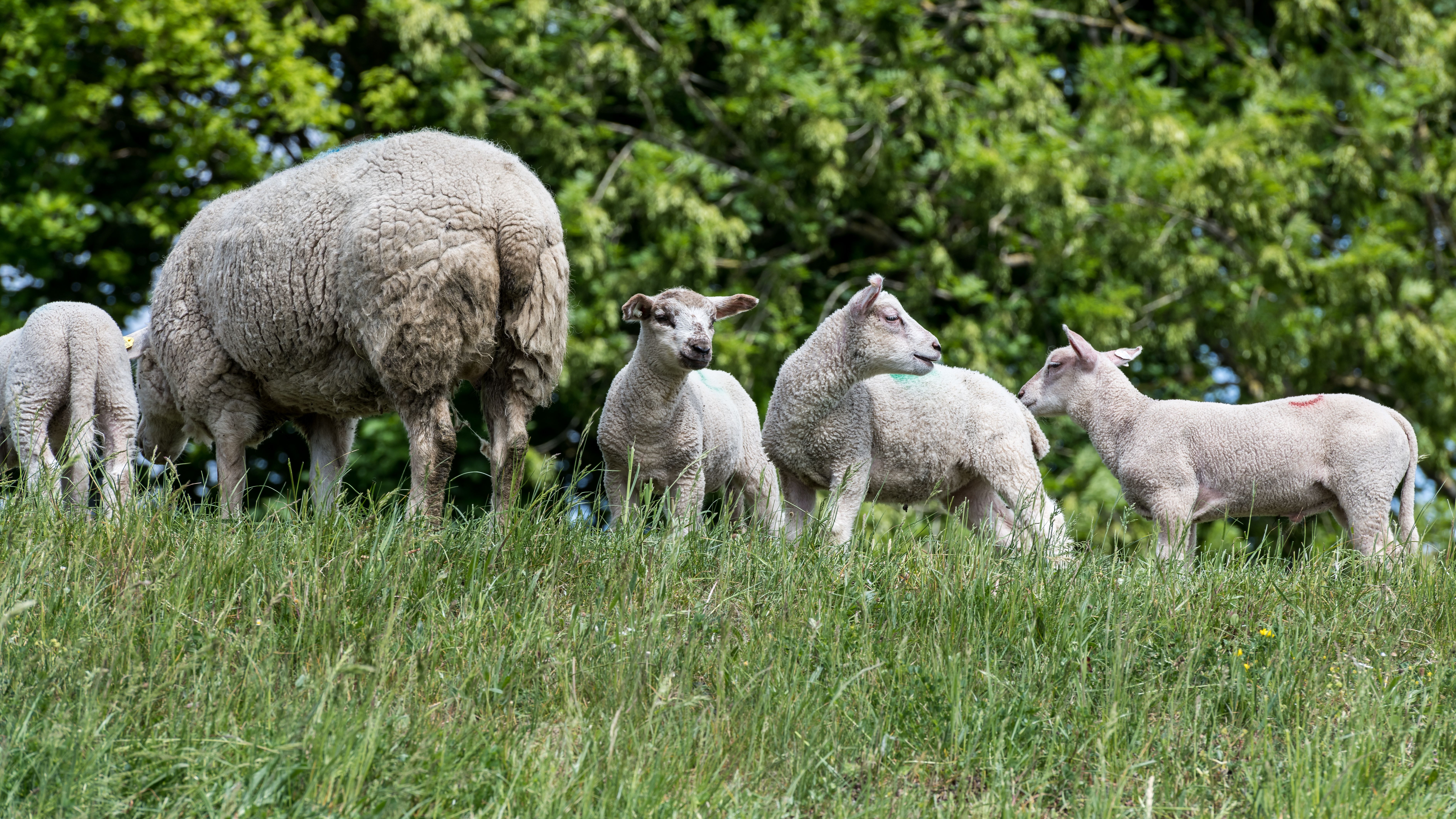 Hopping Lamb Photos, Download The BEST Free Hopping Lamb Stock Photos ...