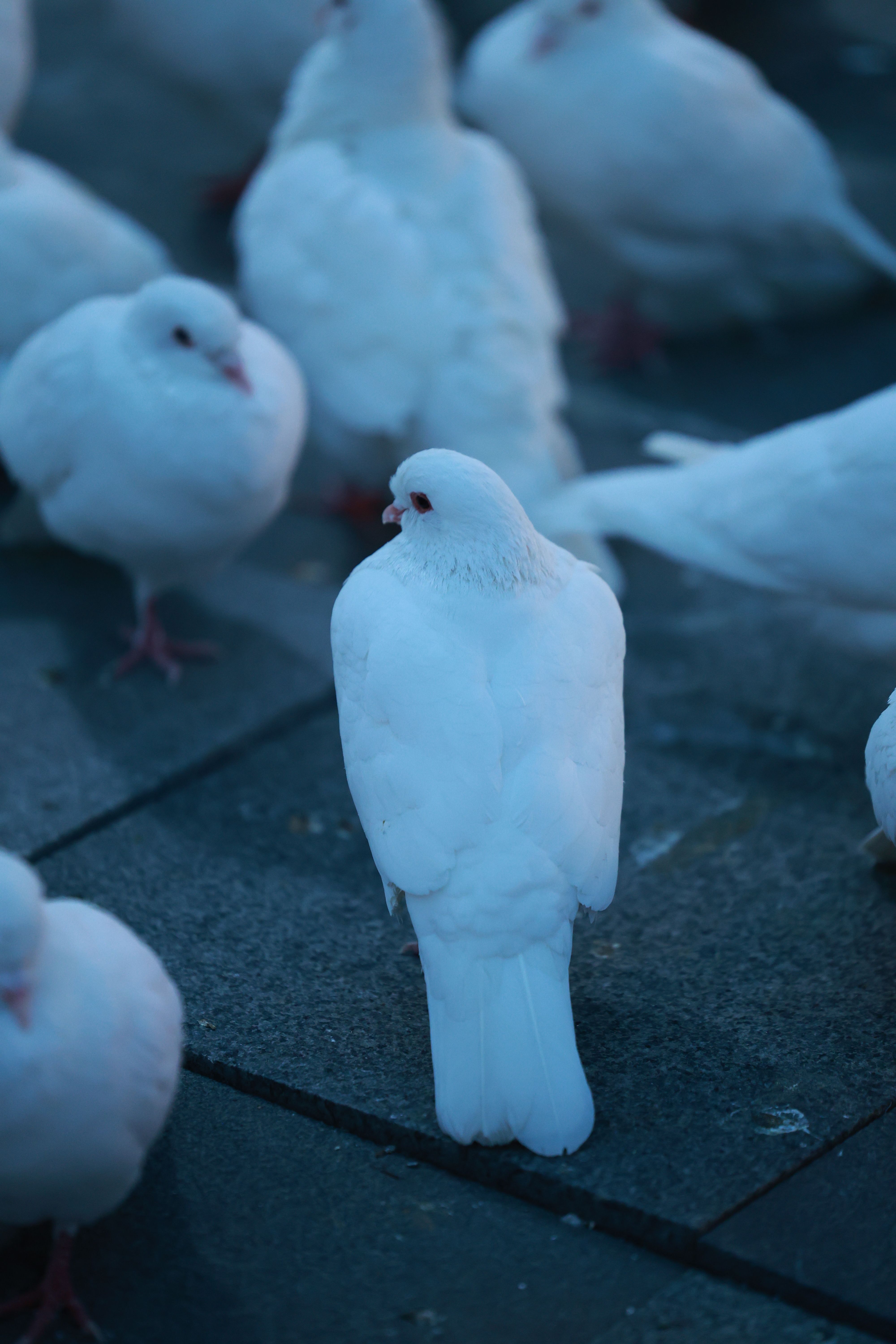Flock of White Doves on Pavement at Twilight · Free Stock Photo