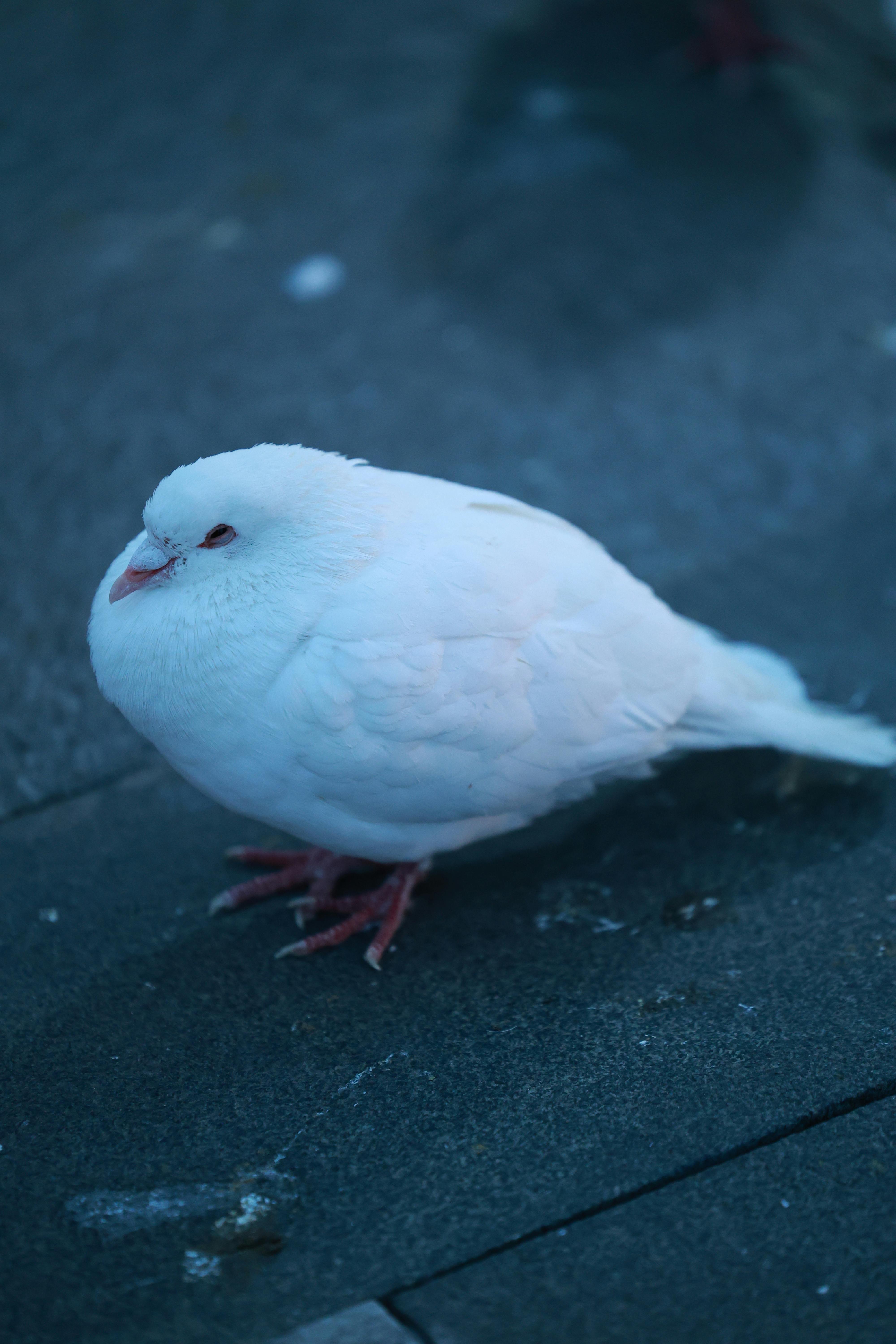 Sinhala+Avurudu+Background Photos, Download The BEST Free Sinhala ...