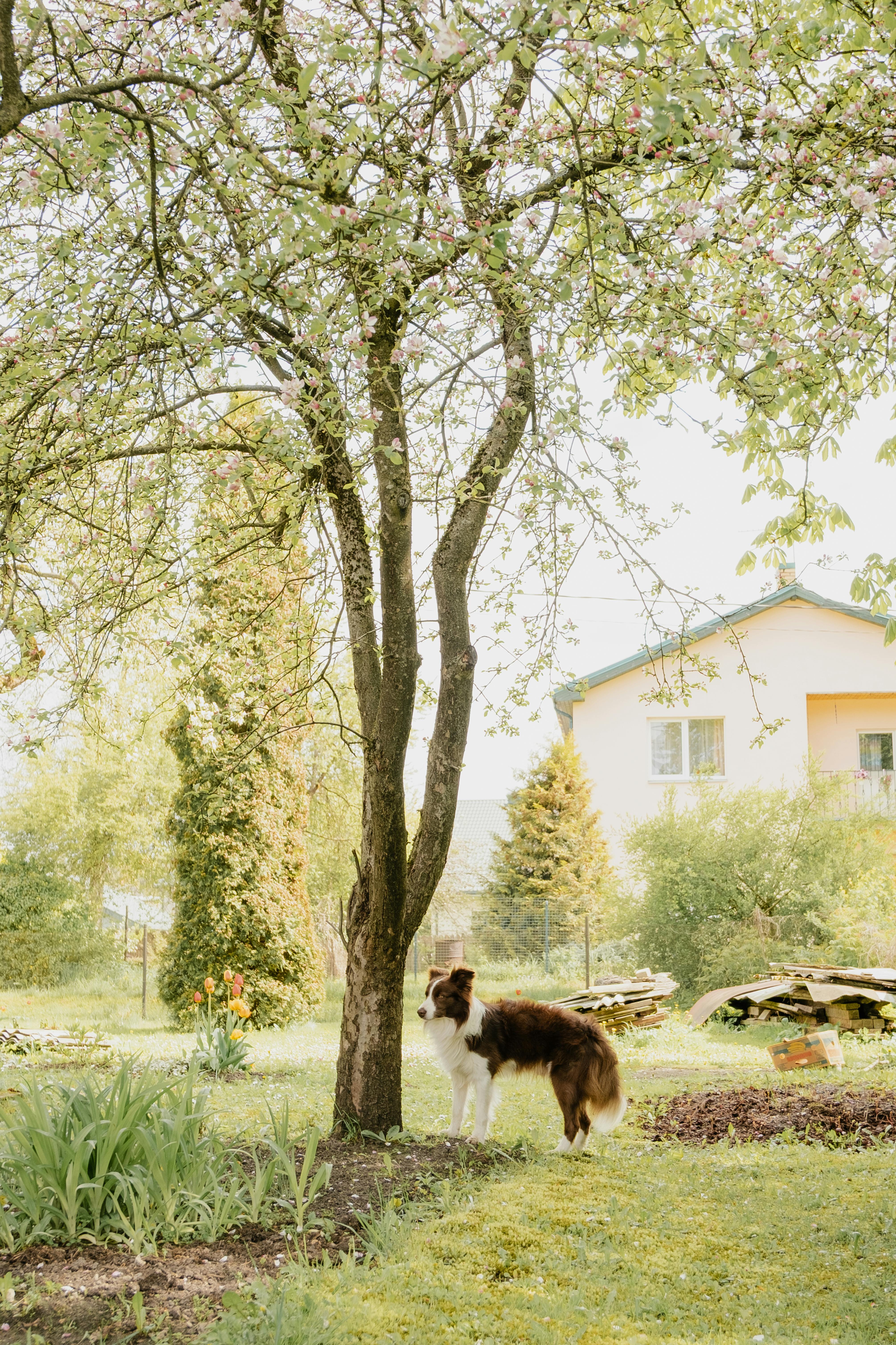 Dog Resting Under Blossom Tree in Sunny Garden · Free Stock Photo
